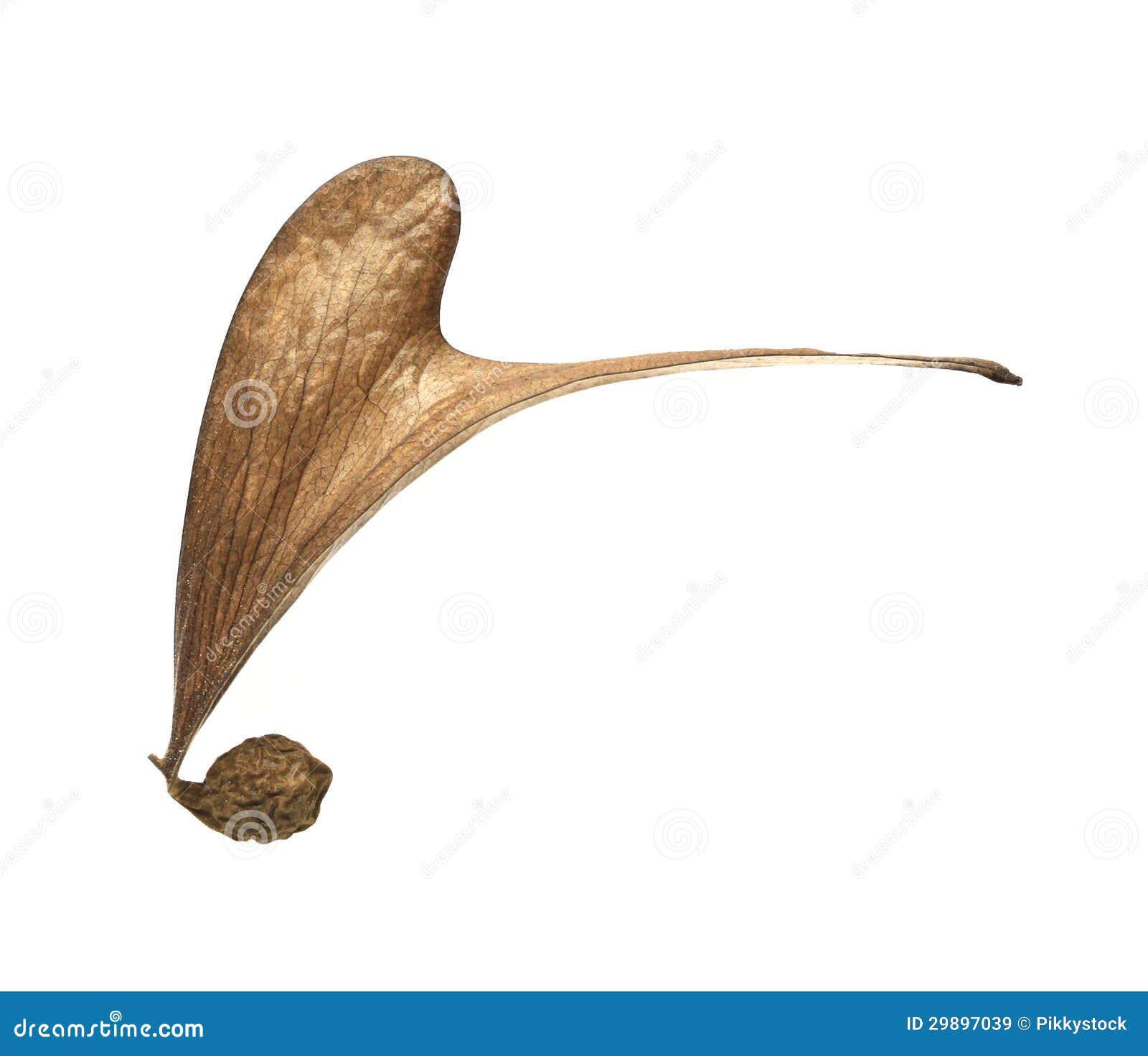 Amazing seed plant stock image. Image of spinning, ptercymbium - 29897039