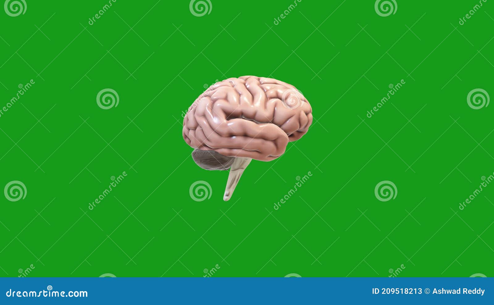 Rotating Bisectional Human Brain Green Screen Motion Graphics Stock ...