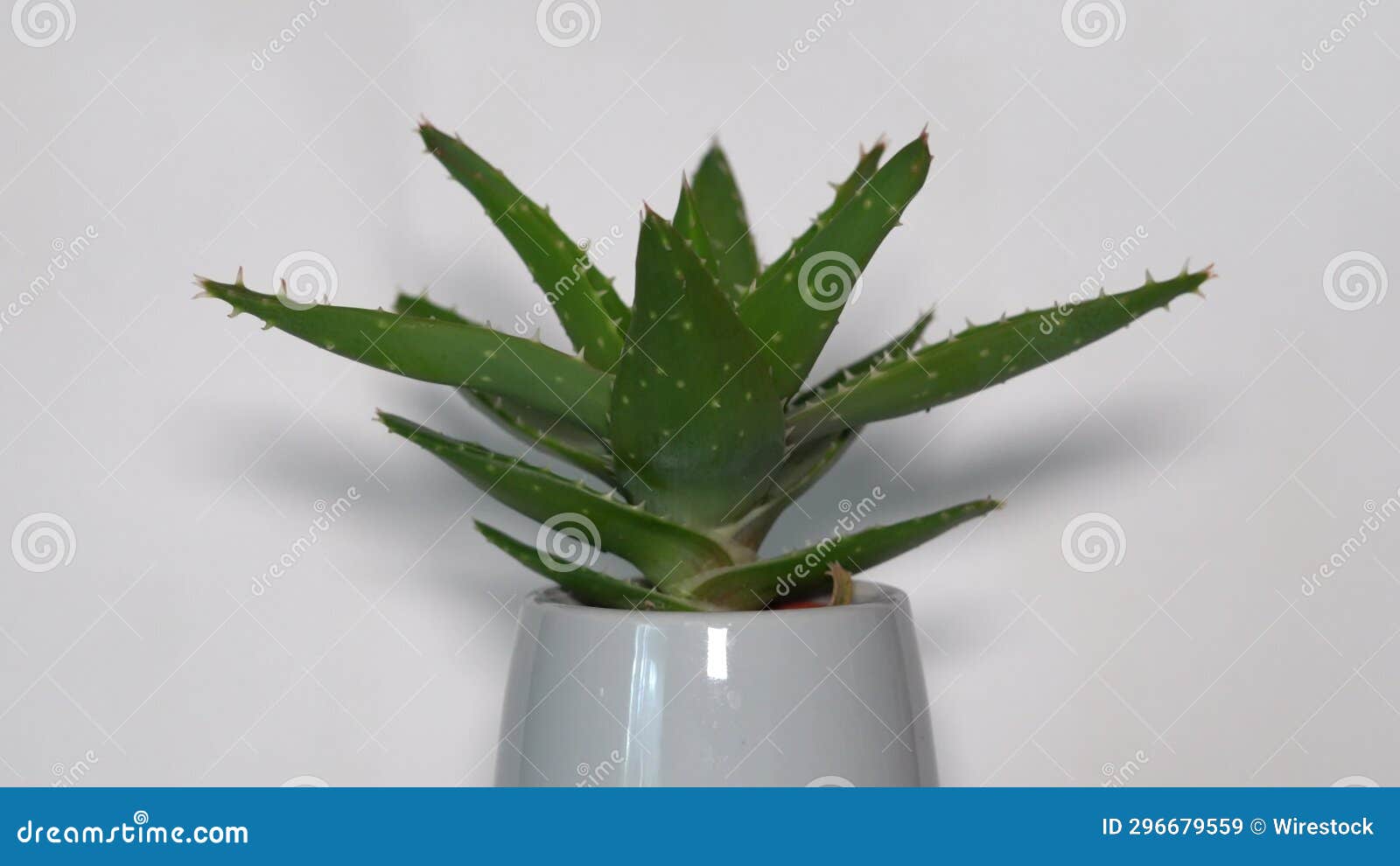 Rotating Ceramic Vase with Cactus Plants Against Wall Paper Stock Video ...