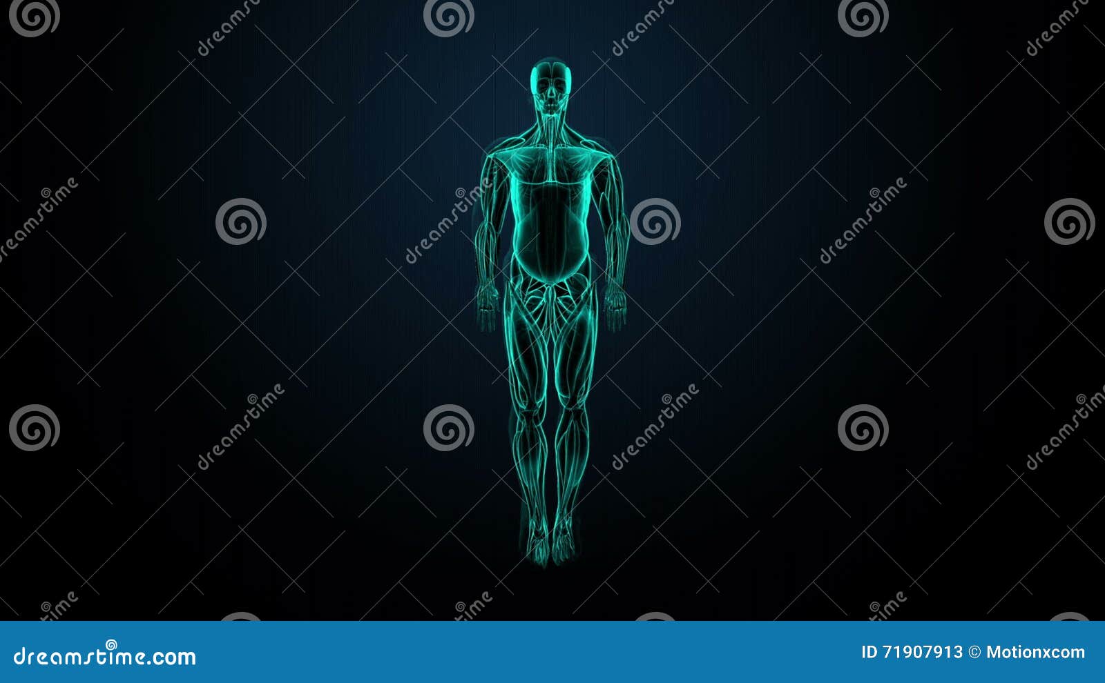 Rotating Human Muscle System, Blue X-ray Light Image. Stock Video ...