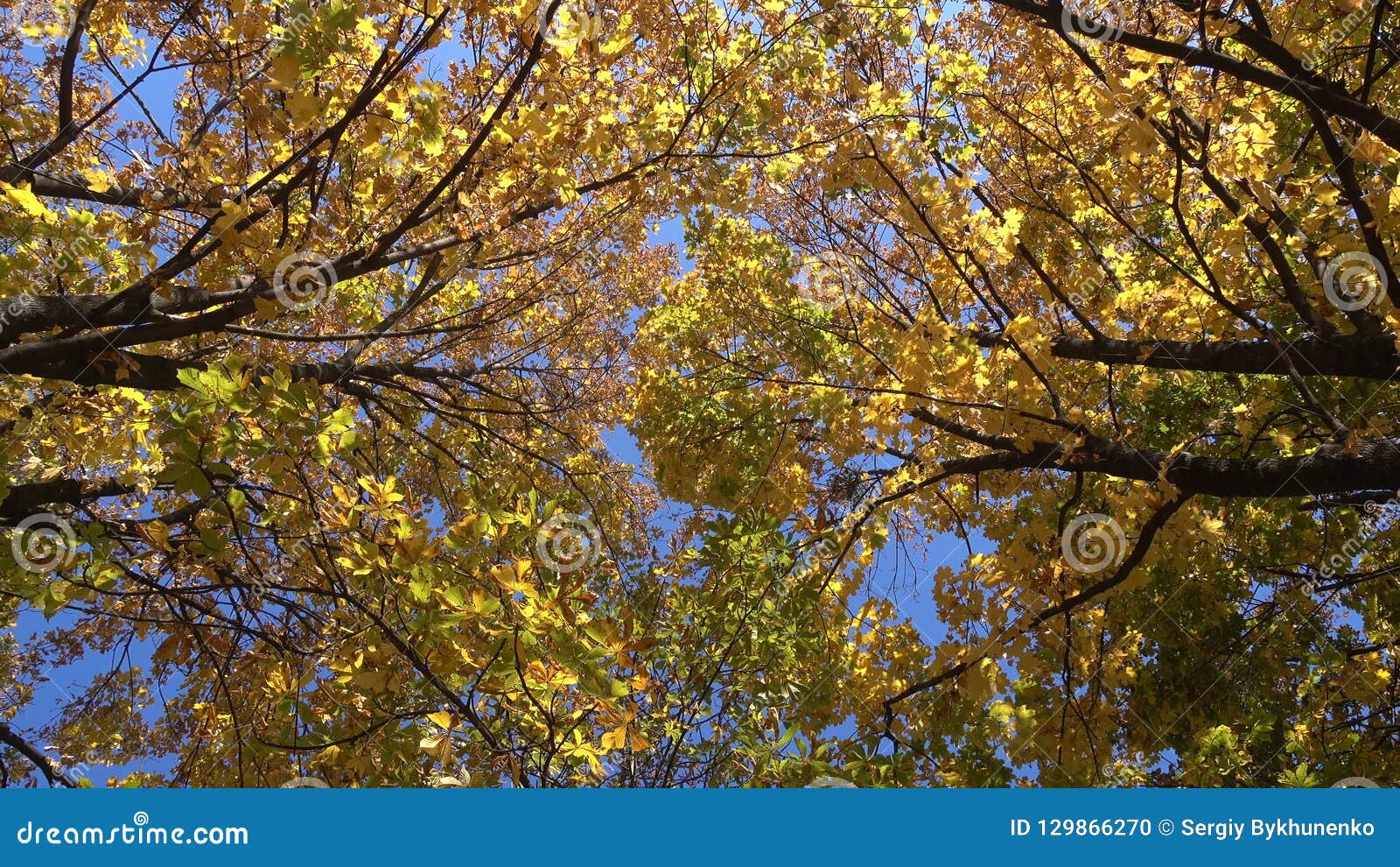 Rotating Maple Trees with Falling Leaves, High Angle View Stock Footage ...