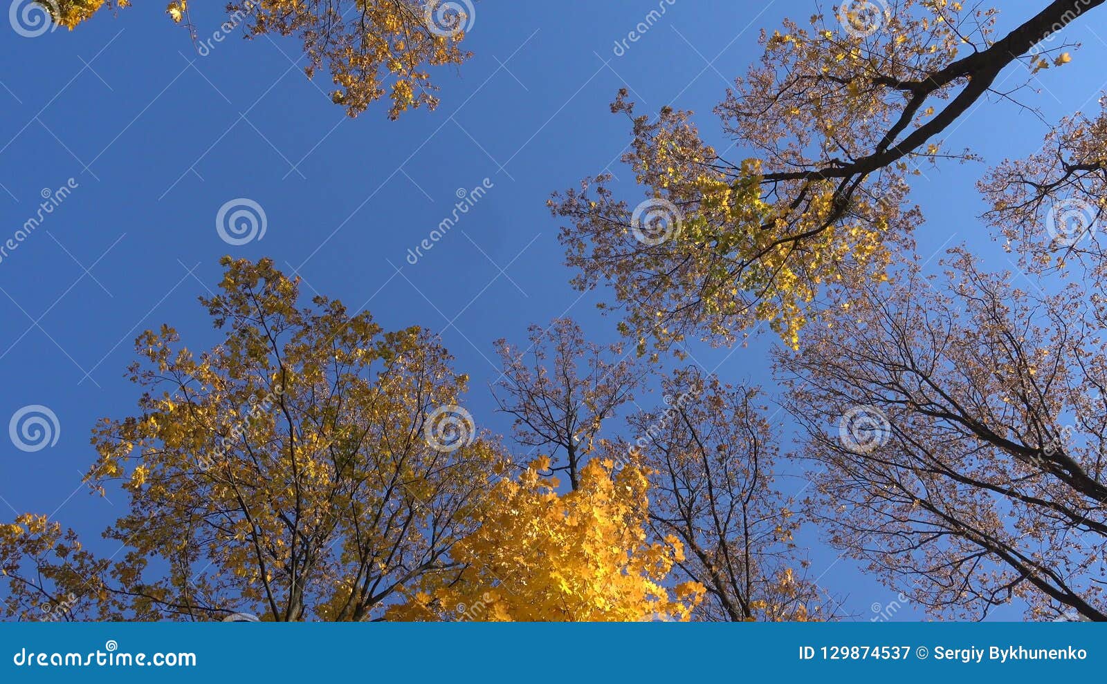 Rotating Maple Trees with Falling Leaves, High Angle View Stock Video ...