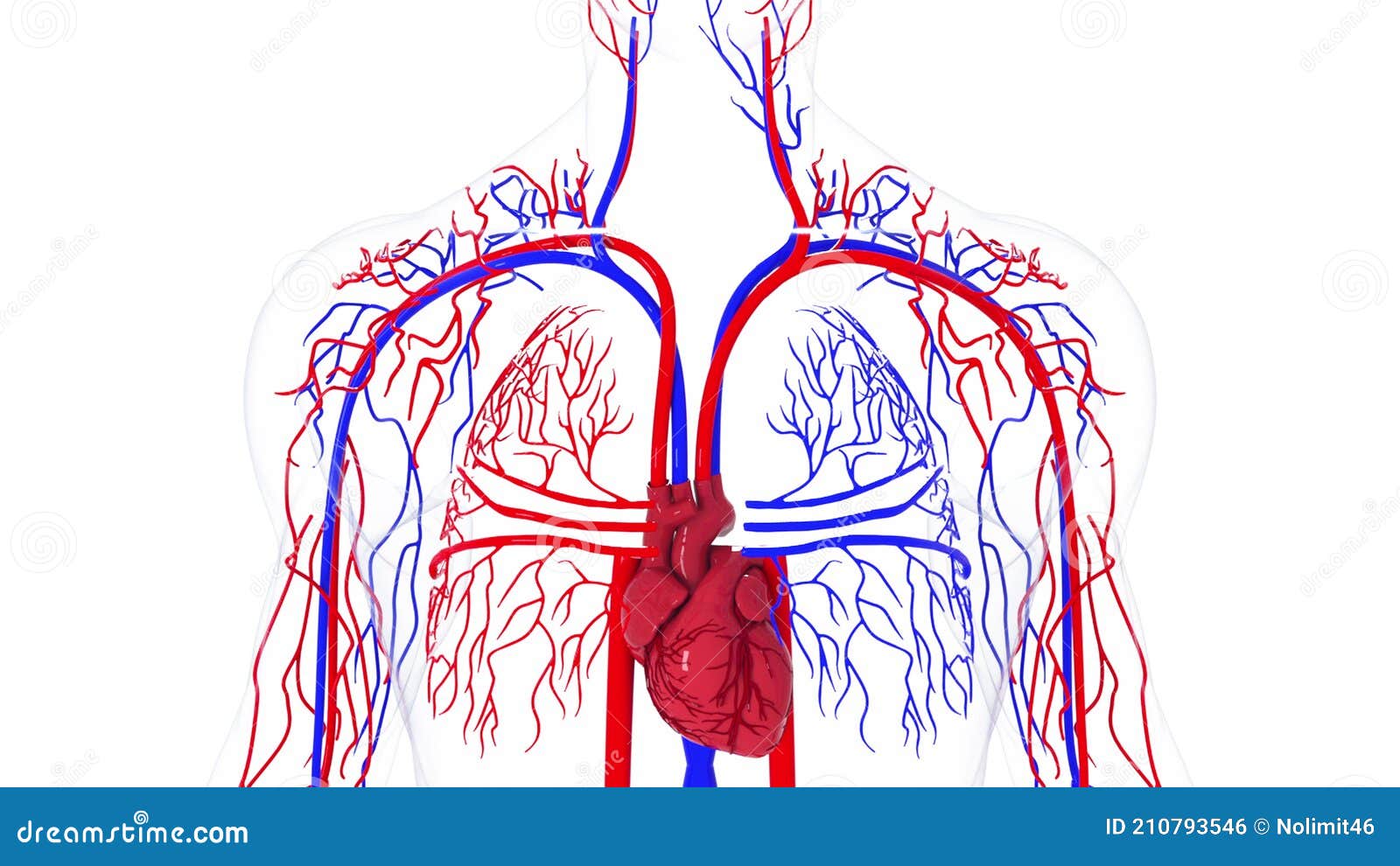 Rotating Model Of The Human Circulatory System. 3d Rendering Blood ...