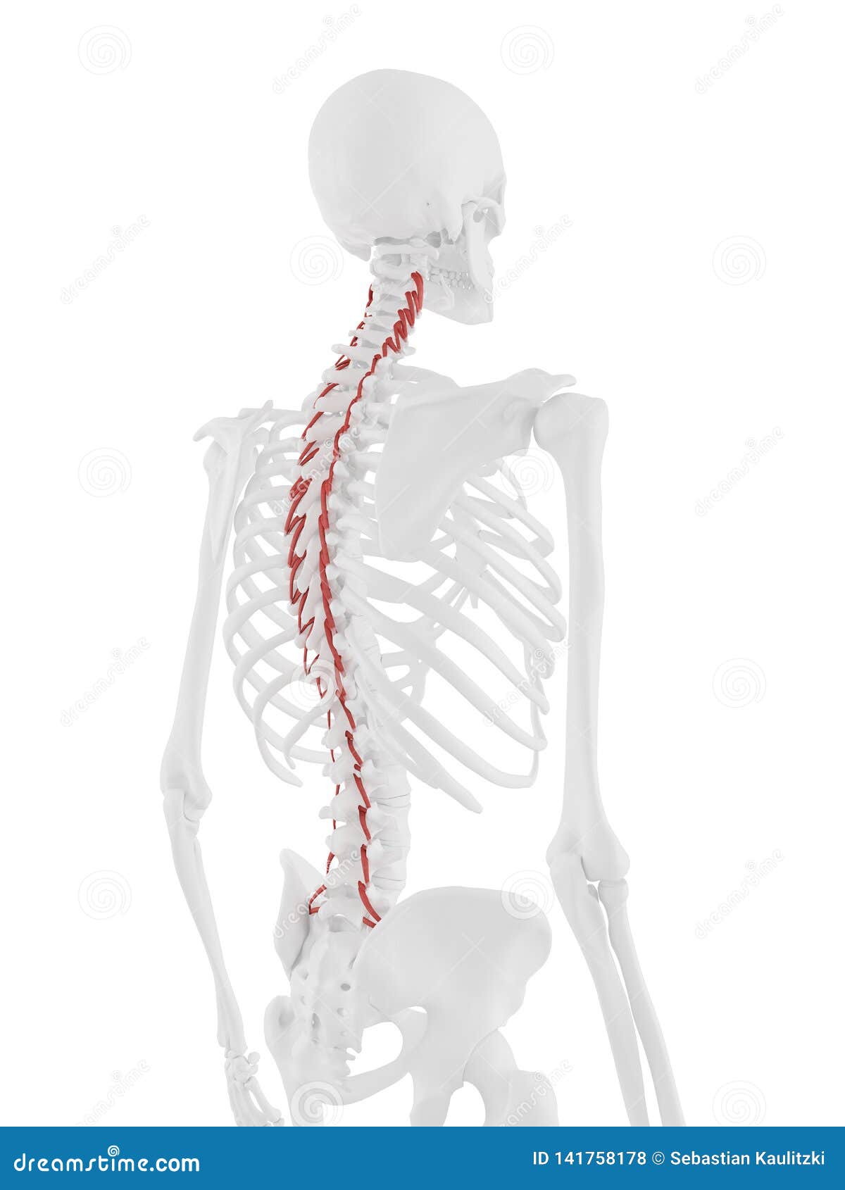 3d Illustration Of The Rotatores Spinae Muscles On Xray Musculature ...