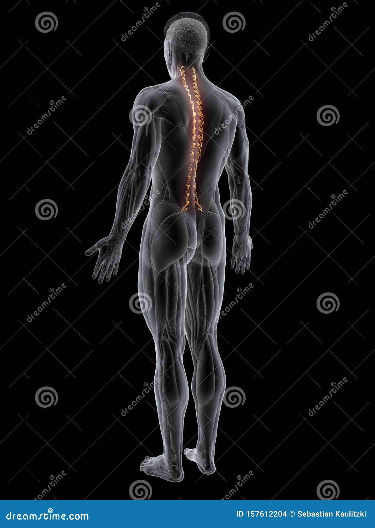3d Illustration Of The Rotatores Spinae Muscles On Xray Musculature ...