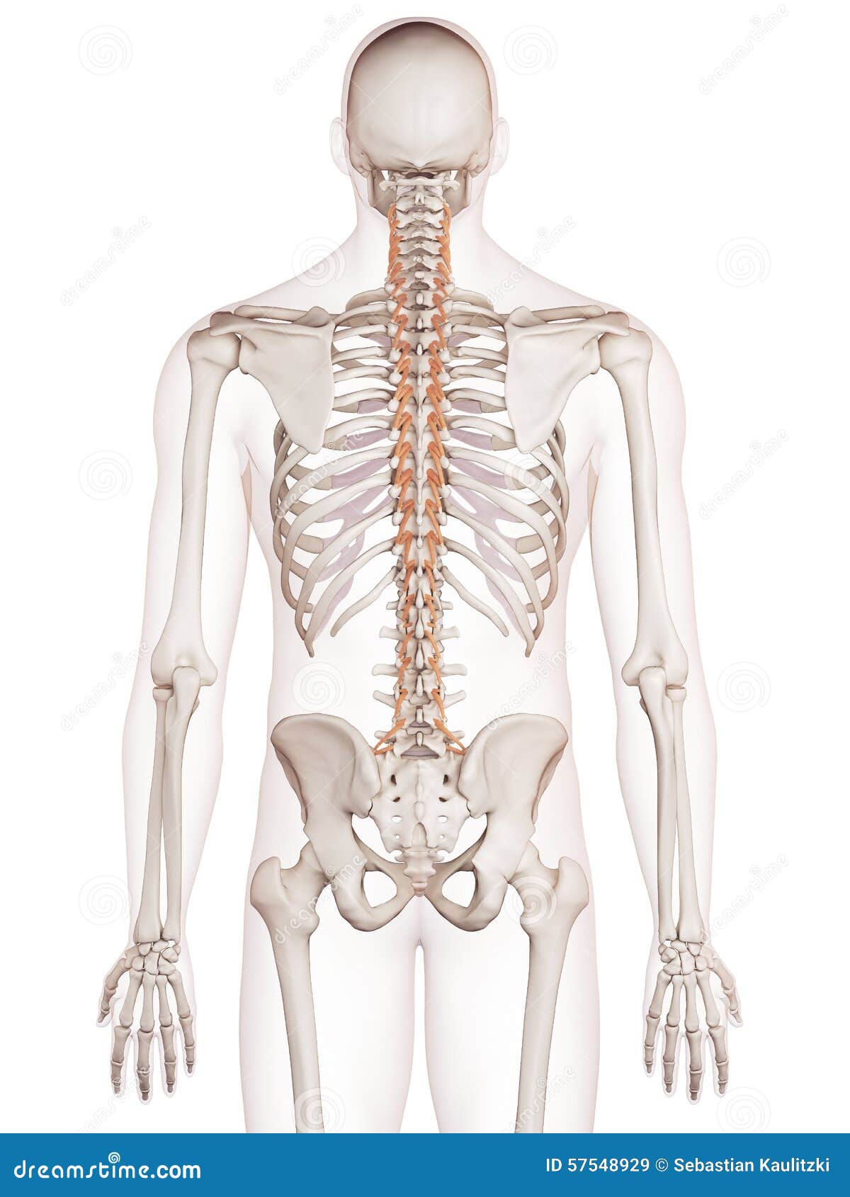 Rotatores Cartoons, Illustrations & Vector Stock Images - 23 Pictures ...