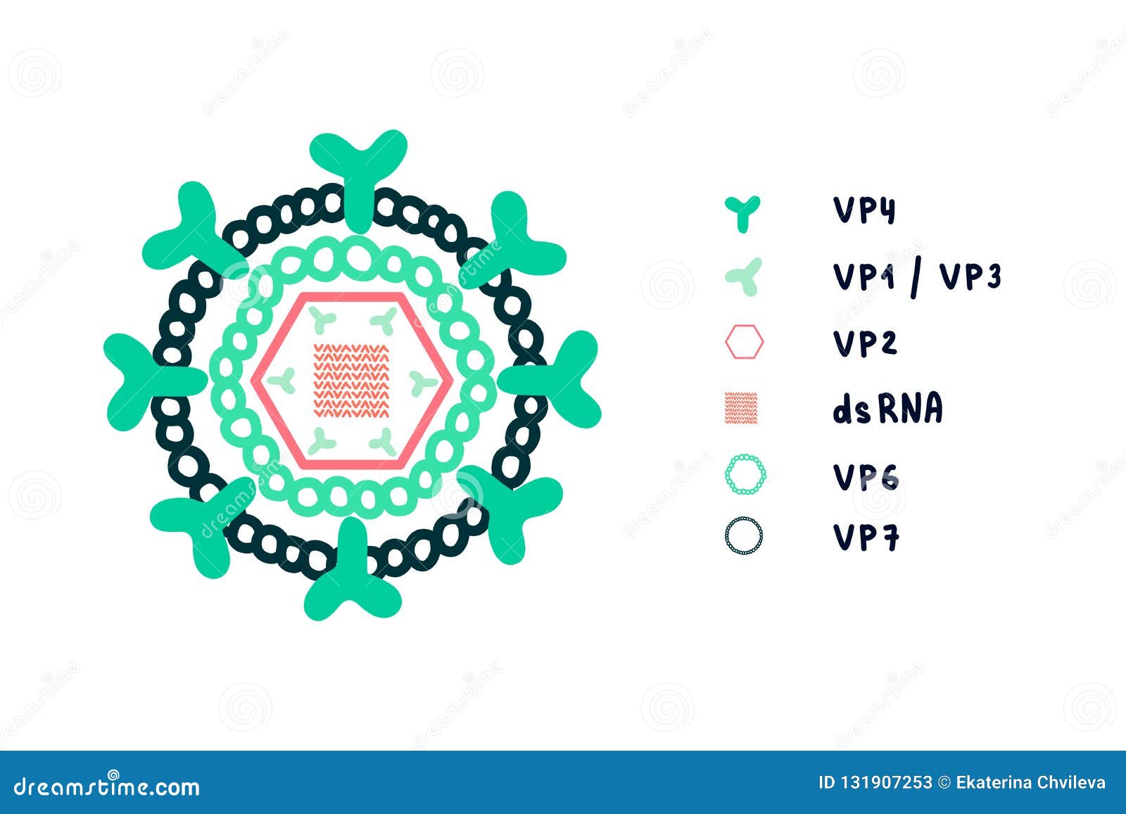 Rotavirus Structure Illustration Complex Architecture Genome Proteins ...