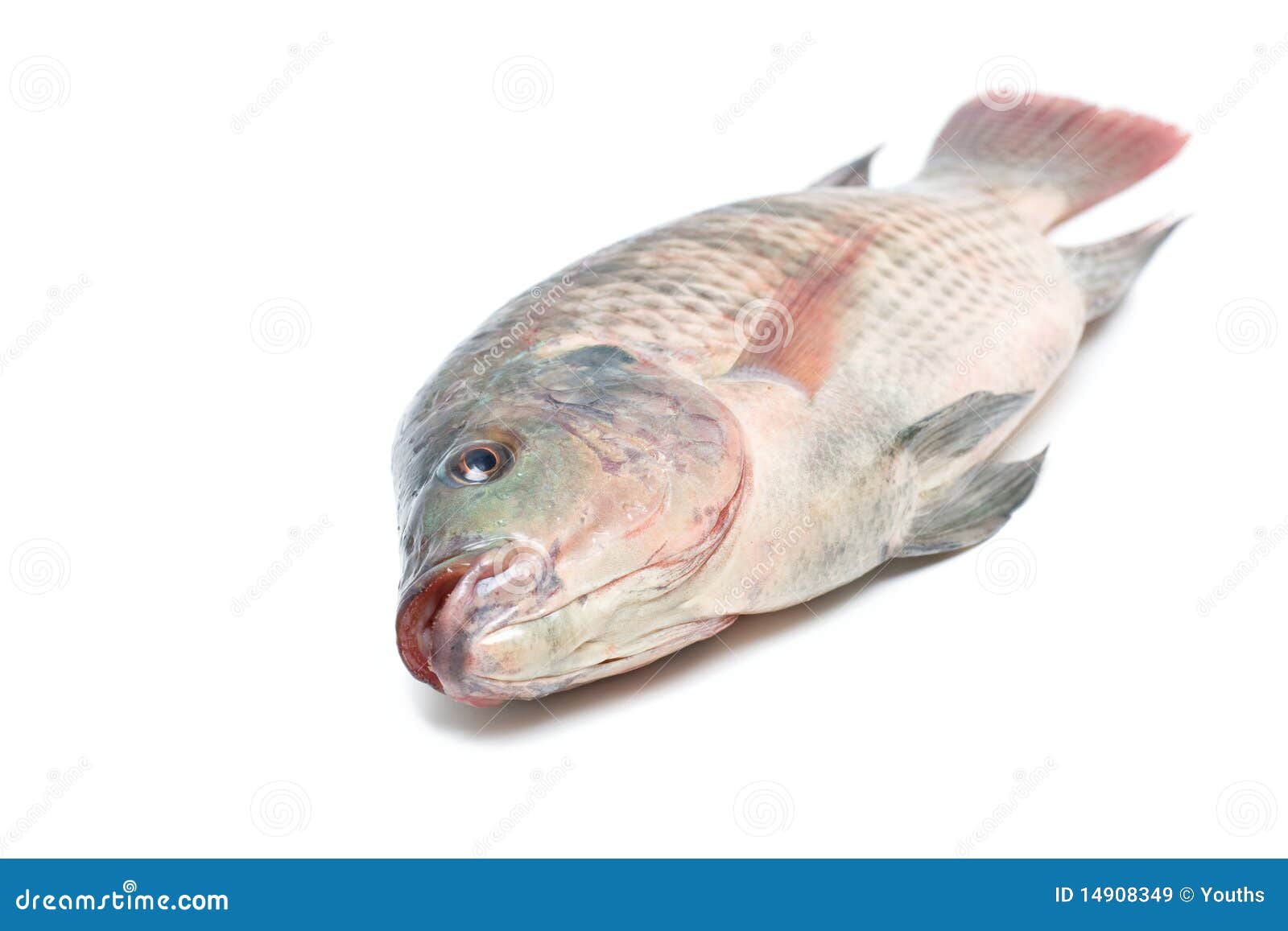 Rotbarsch-Fische stockbild. Bild von tier, essen, wasser - 14908349