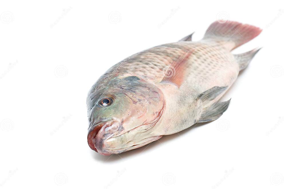 Rotbarsch-Fische stockbild. Bild von tier, essen, wasser - 14908349