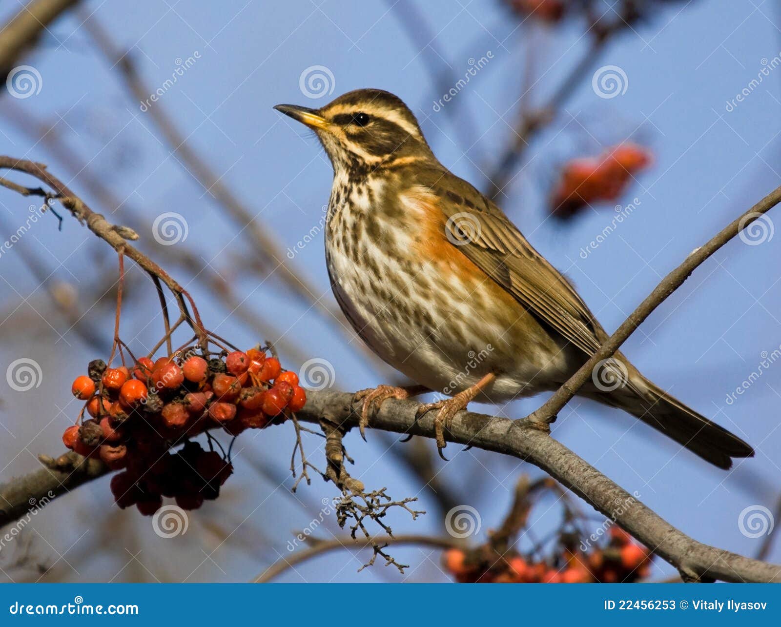 Rotdrossel Auf Zweig Der Eberesche Stockbild - Bild von wild, winter ...