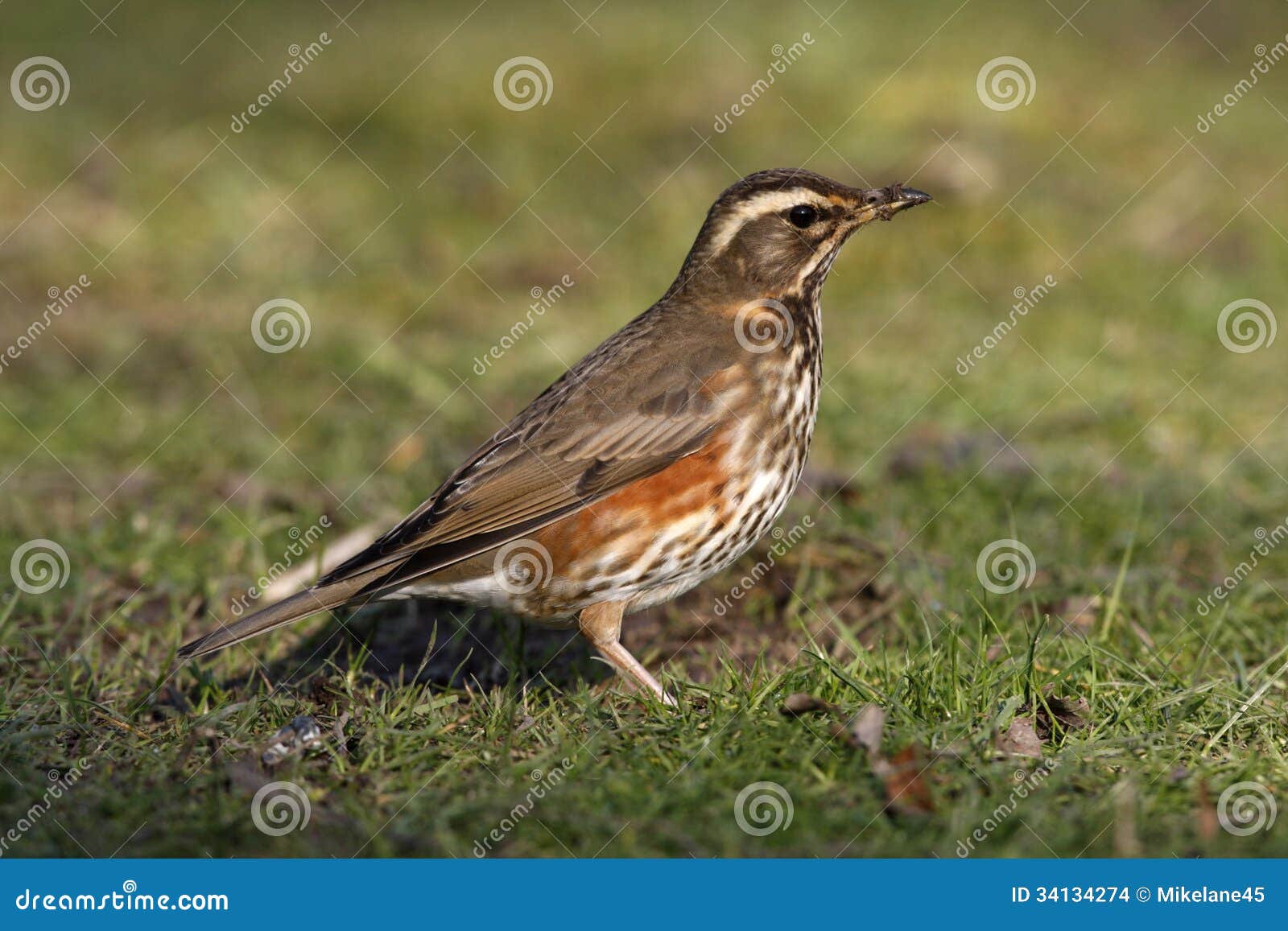 Rotdrossel, Turdus iliacus stockfoto. Bild von städtisch - 34134274