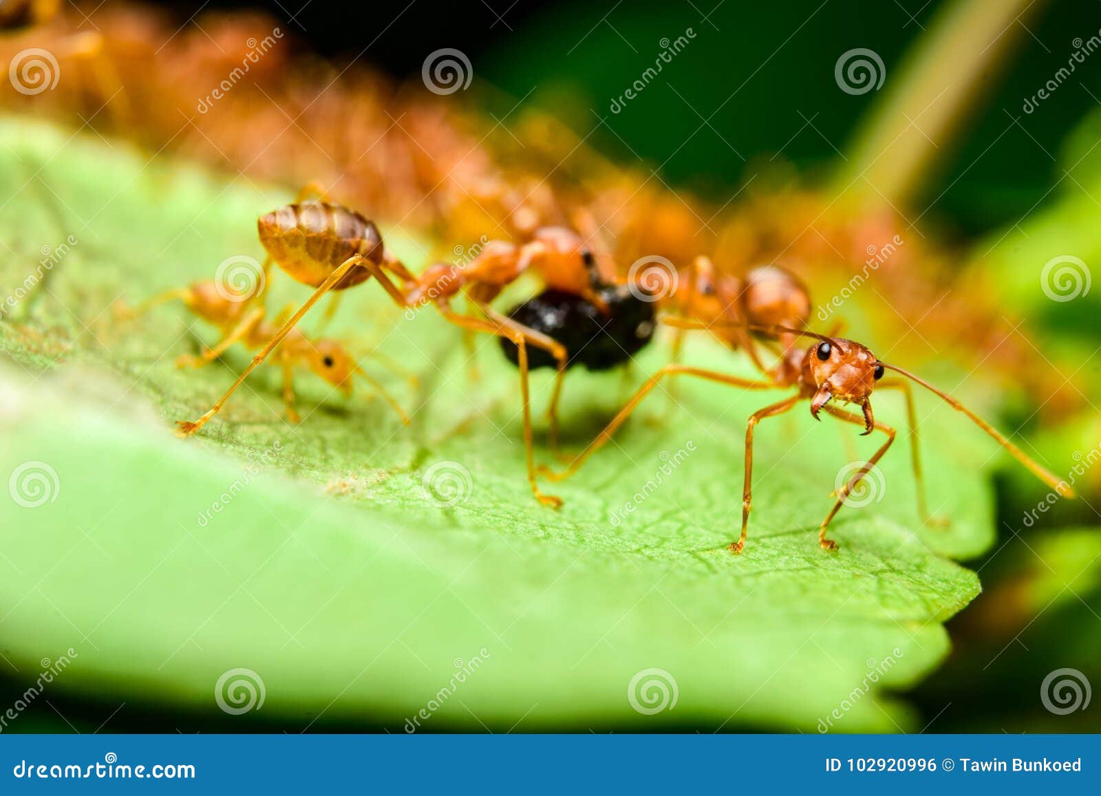 Rote Ameisen stockfoto. Bild von ameise, brücke, nahaufnahme - 102920996
