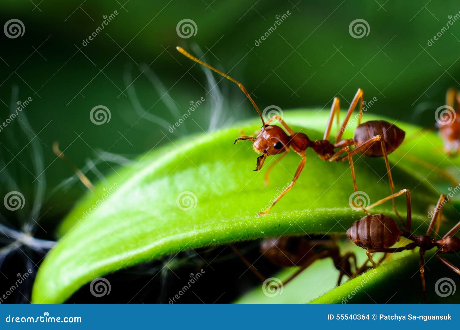 Rote Ameisen stockfoto. Bild von phasen, hintergrund - 55540364