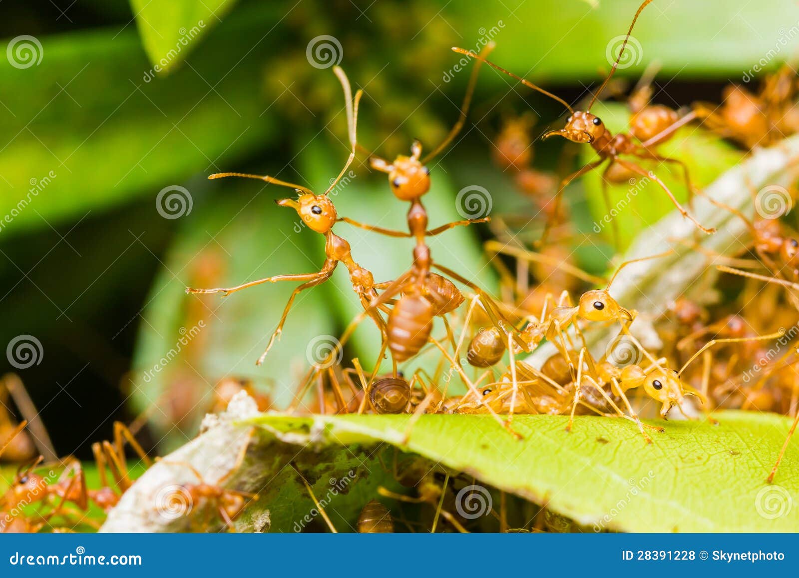 Rote Ameisen im Nest stockfoto. Bild von extrem, nahaufnahme - 28391228