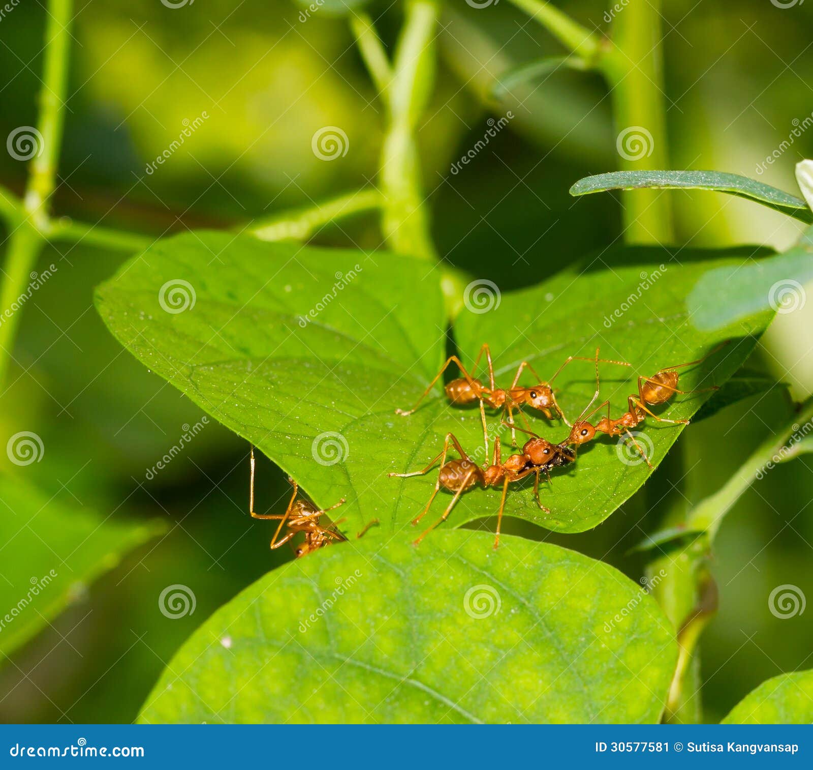 Rote Ameisen und Insekt stockbild. Bild von antennen - 30577581
