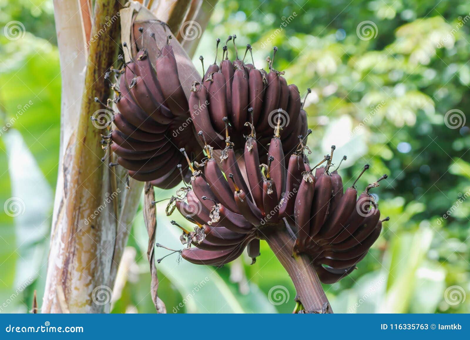 Rote Banane stockbild. Bild von farbe, wachsen, organisch - 116335763