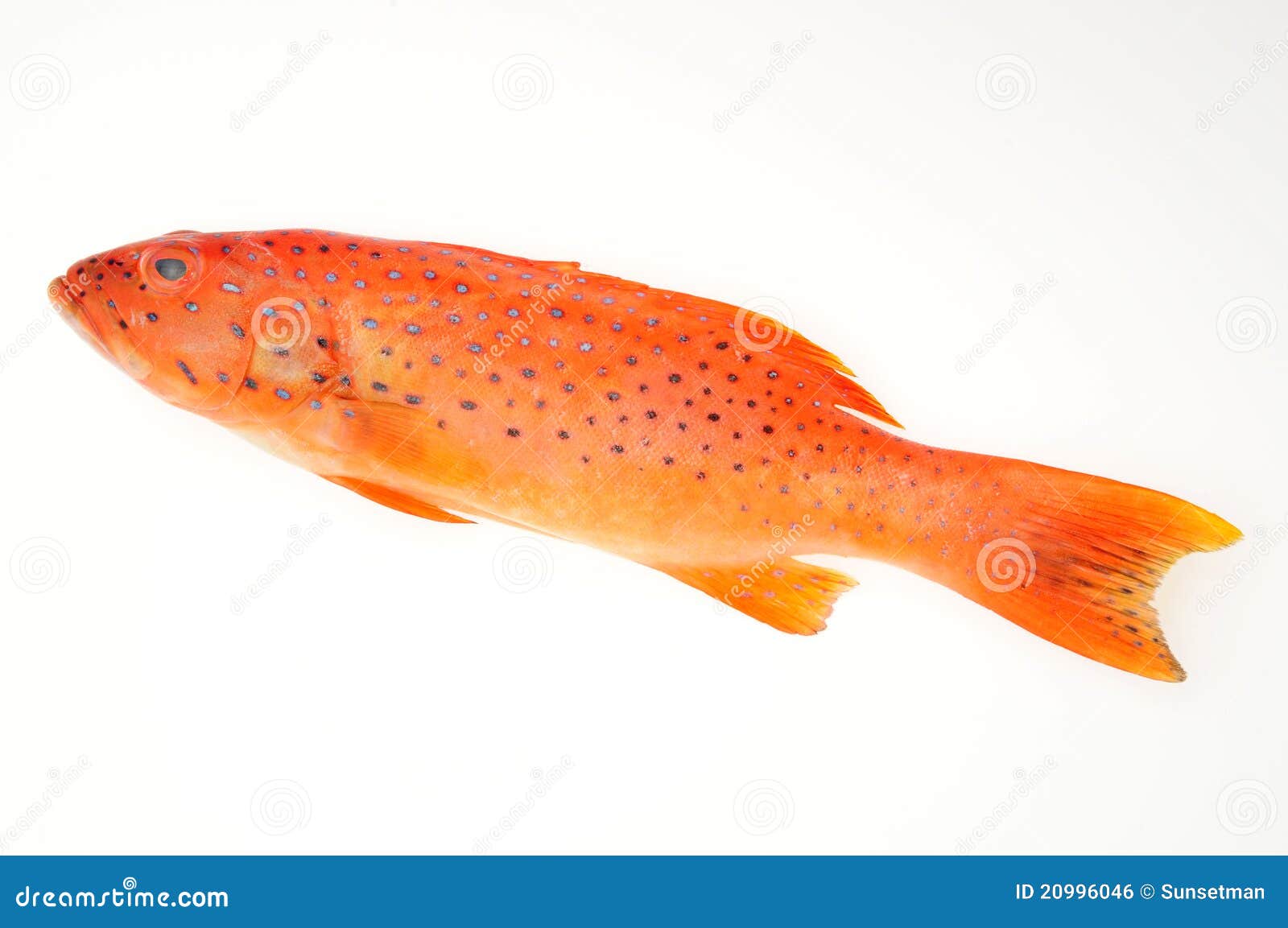 Rote Barsch-Fische stockfoto. Bild von nahrung, geschöpf - 20996046
