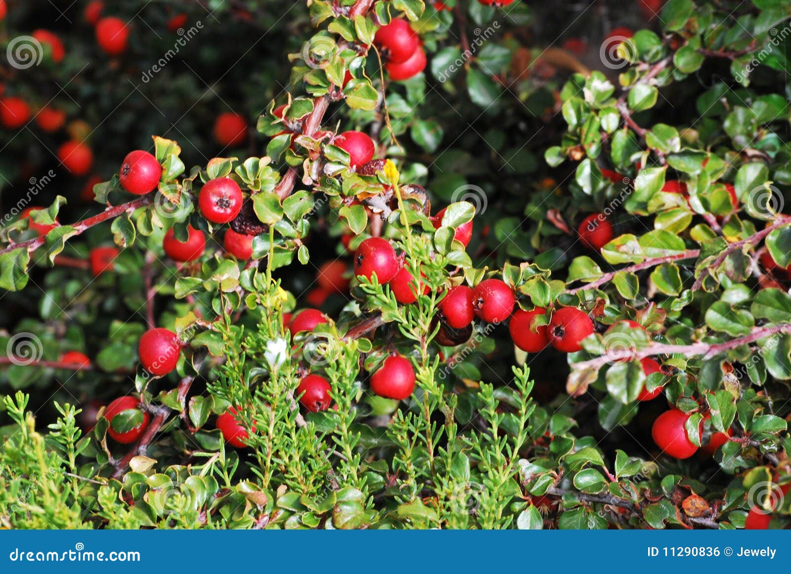 Rote Beeren 2 stockfoto. Bild von busch, garten, strauch - 11290836