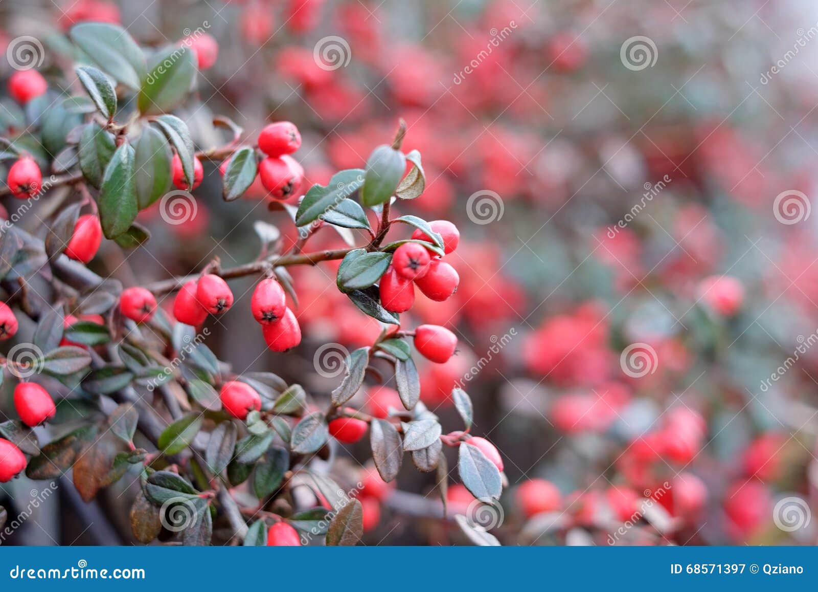 Rote Beeren auf dem Busch stockbild. Bild von oktober - 68571397