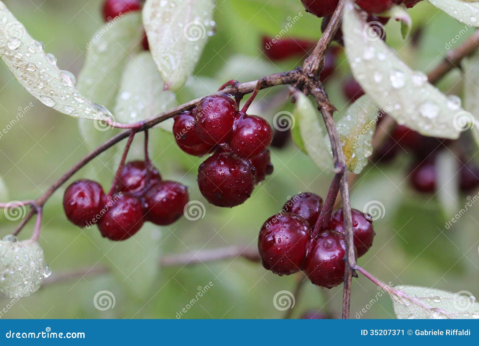 Rote Beeren, Lonicera Xylosteum Stockbild - Bild von alpin, dolomit ...