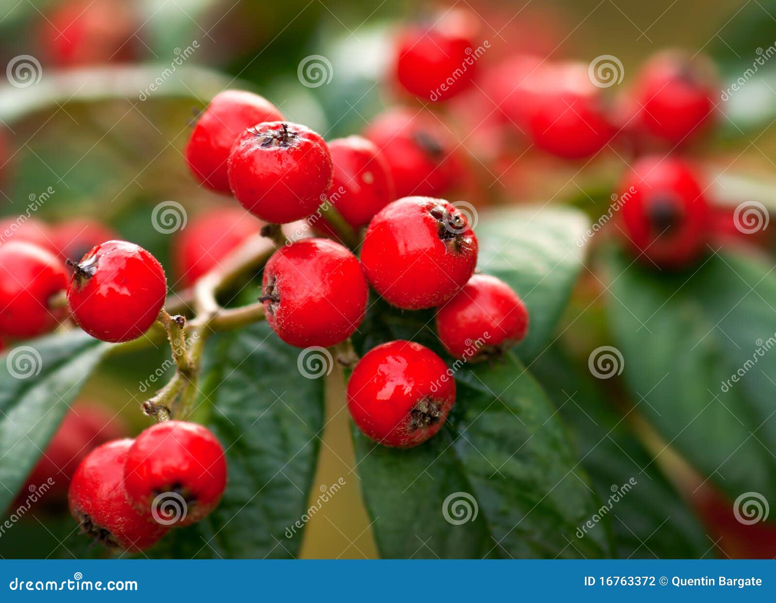 Rote Beeren Makro stockfoto. Bild von beere, betrieb - 16763372