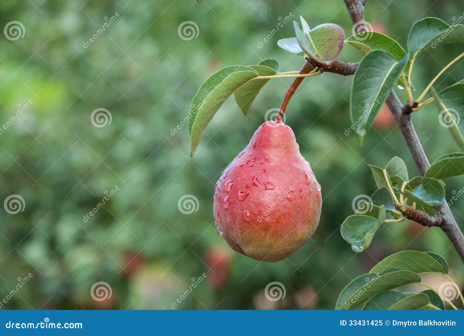 Rote Birne Mit Regentropfen Stockbild - Bild von obstgarten, garten ...