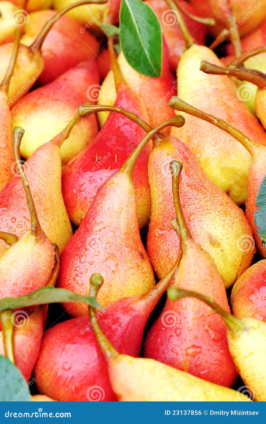 Rote Birnen stockfoto. Bild von fülle, diät, lebensmittelgeschäft ...