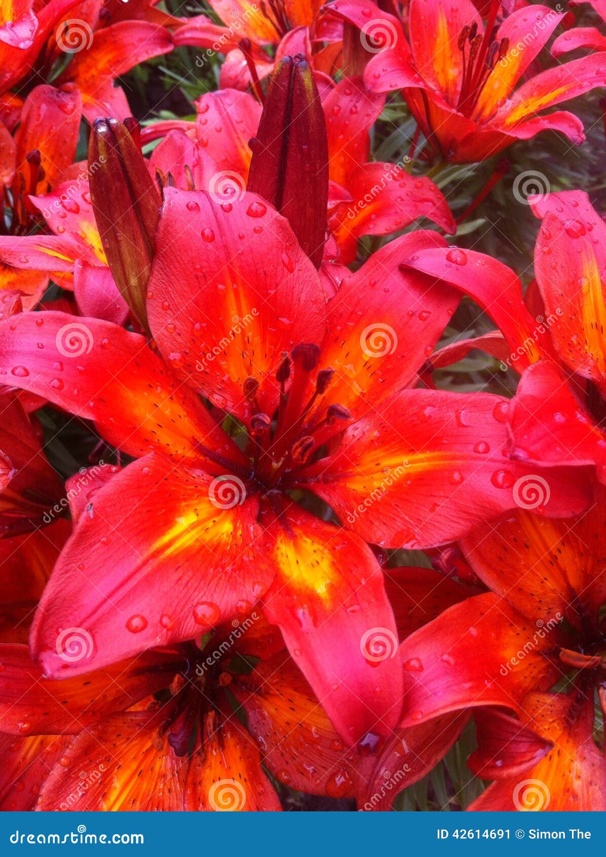 Rote Blume stockbild. Bild von blume, hintergrund, blüte - 42614691