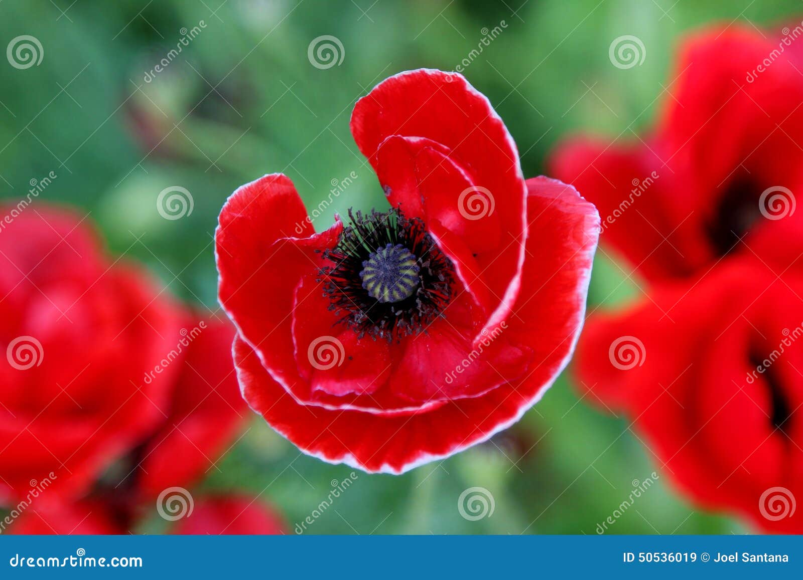 Rote Blume stockbild. Bild von blüte, medizin, abbildung - 50536019