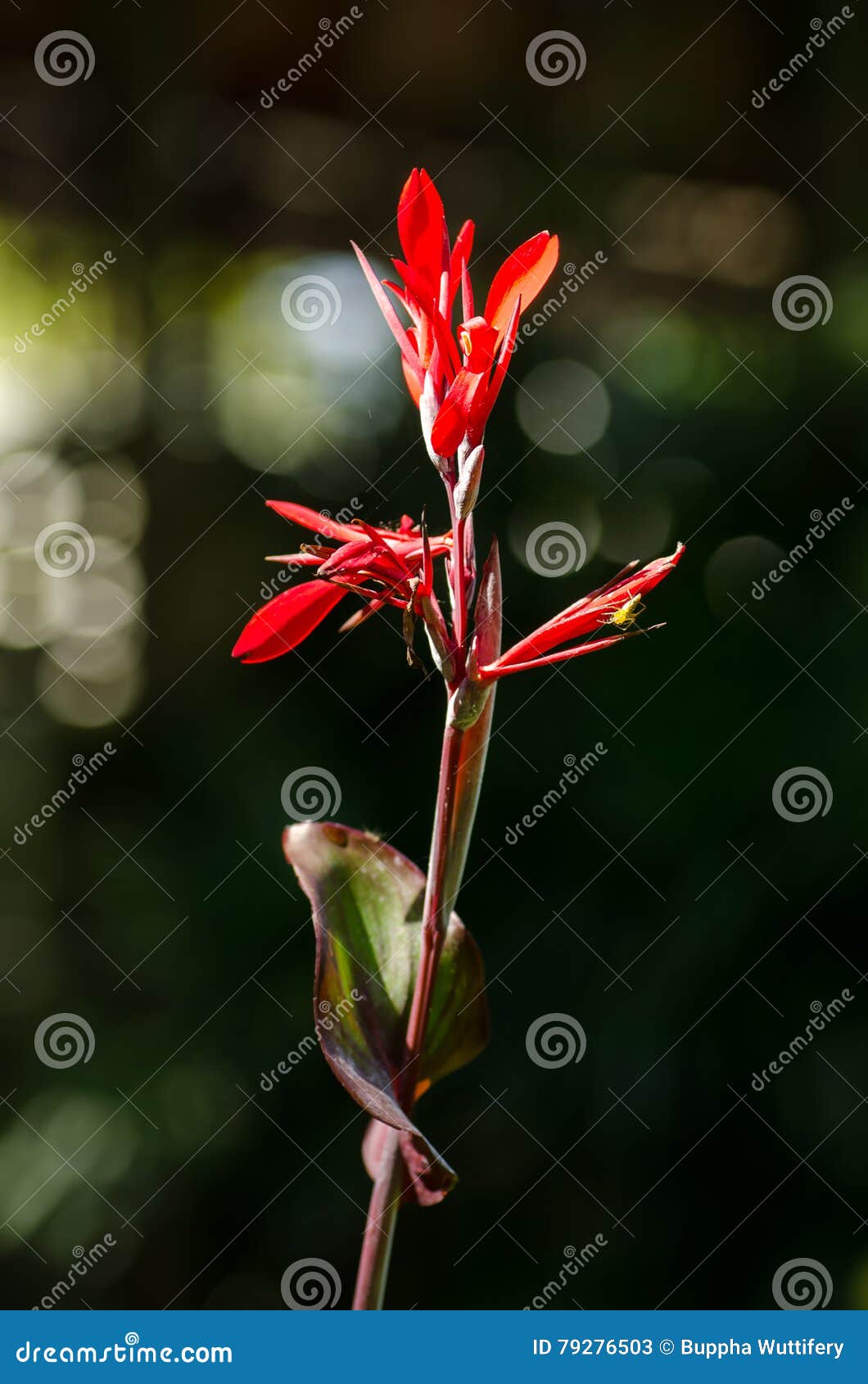 Rote Blume stockbild. Bild von tropisch, pflanzen, schön - 79276503
