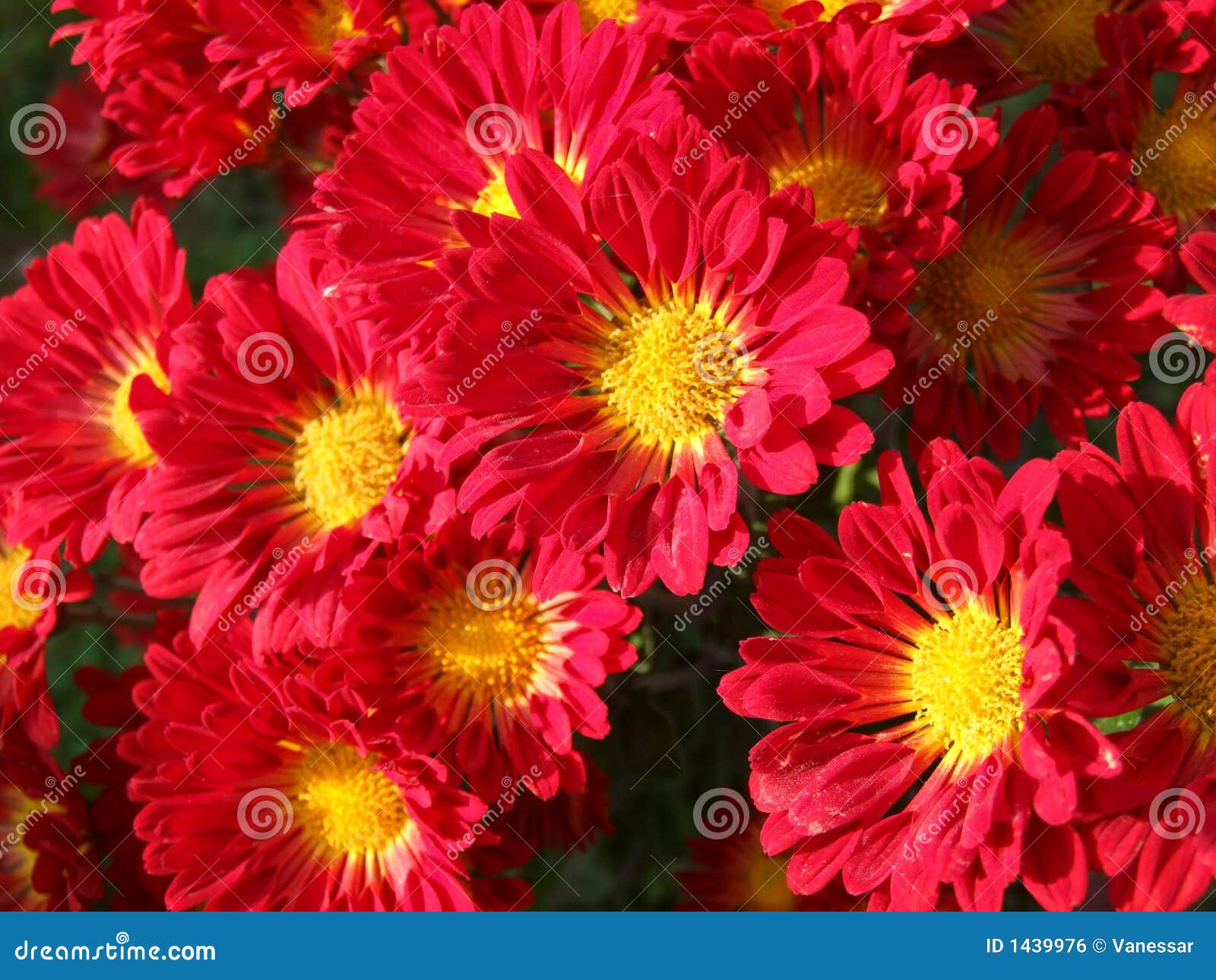 Rote Blumen stockfoto. Bild von grün, blätter, frisch - 1439976