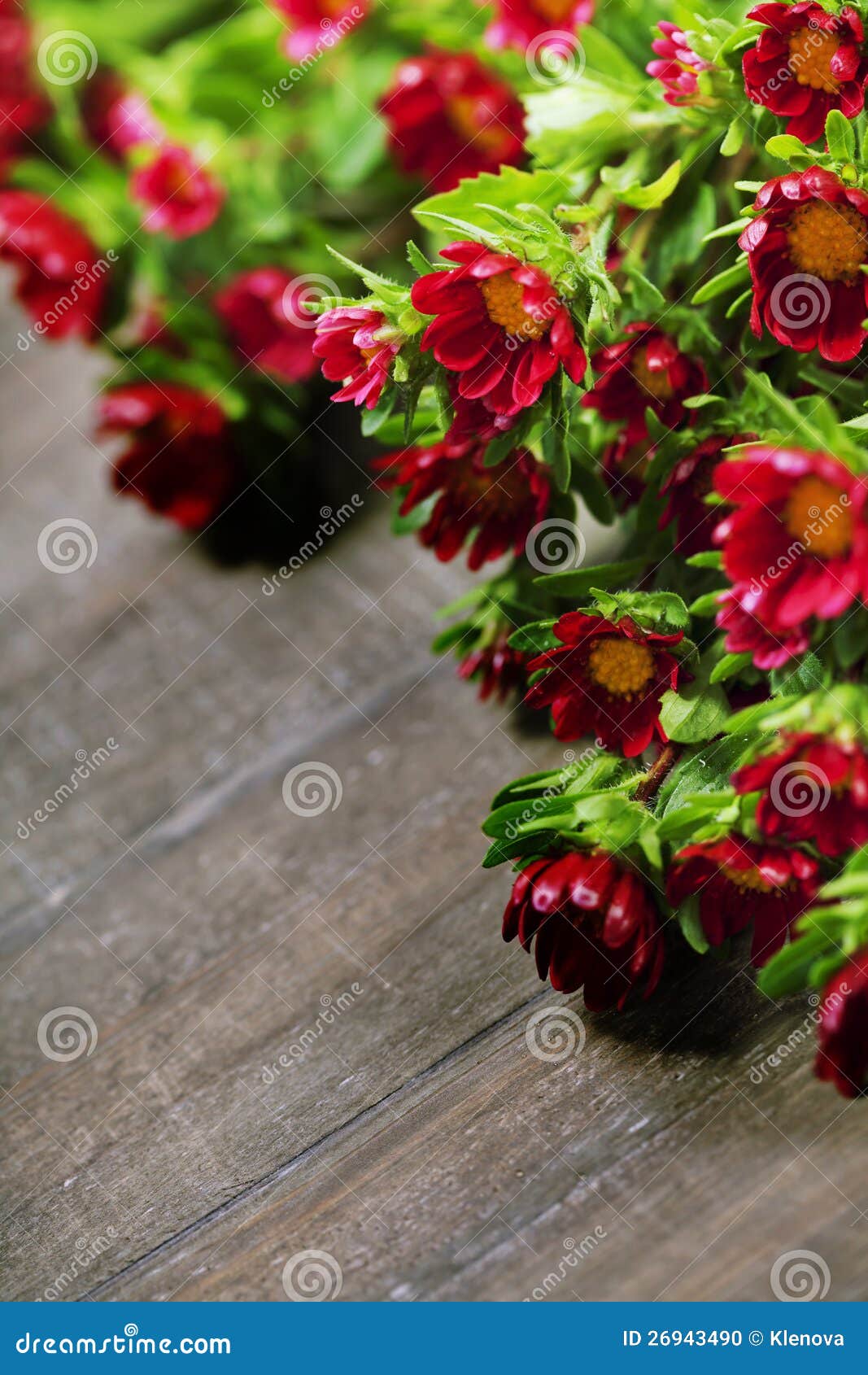 Rote Blumen stockfoto. Bild von bündel, konzept, botanisch - 26943490