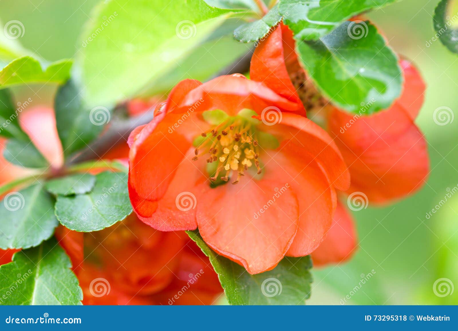 Rote Blumen Der Japanischen Quitte Stockfoto - Bild von blumenblatt ...