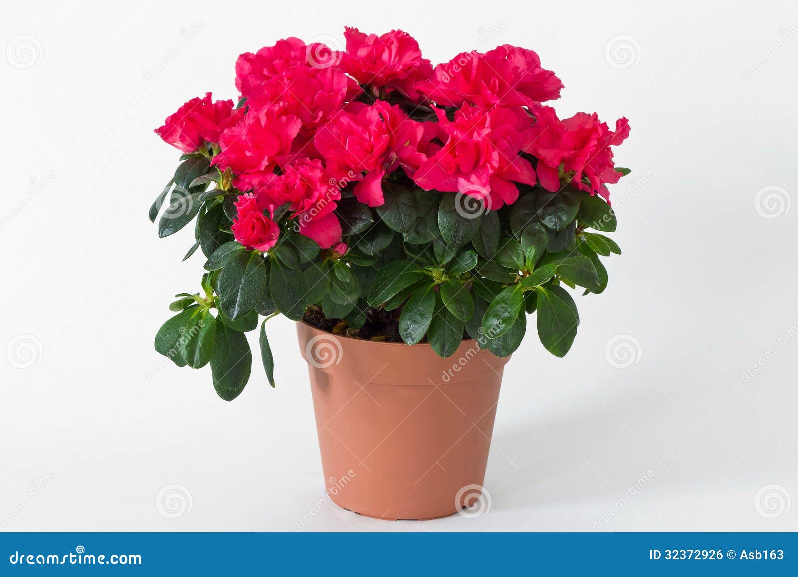 Rote Blumen in einem Topf stockfoto. Bild von haupt, dekorativ - 32372926