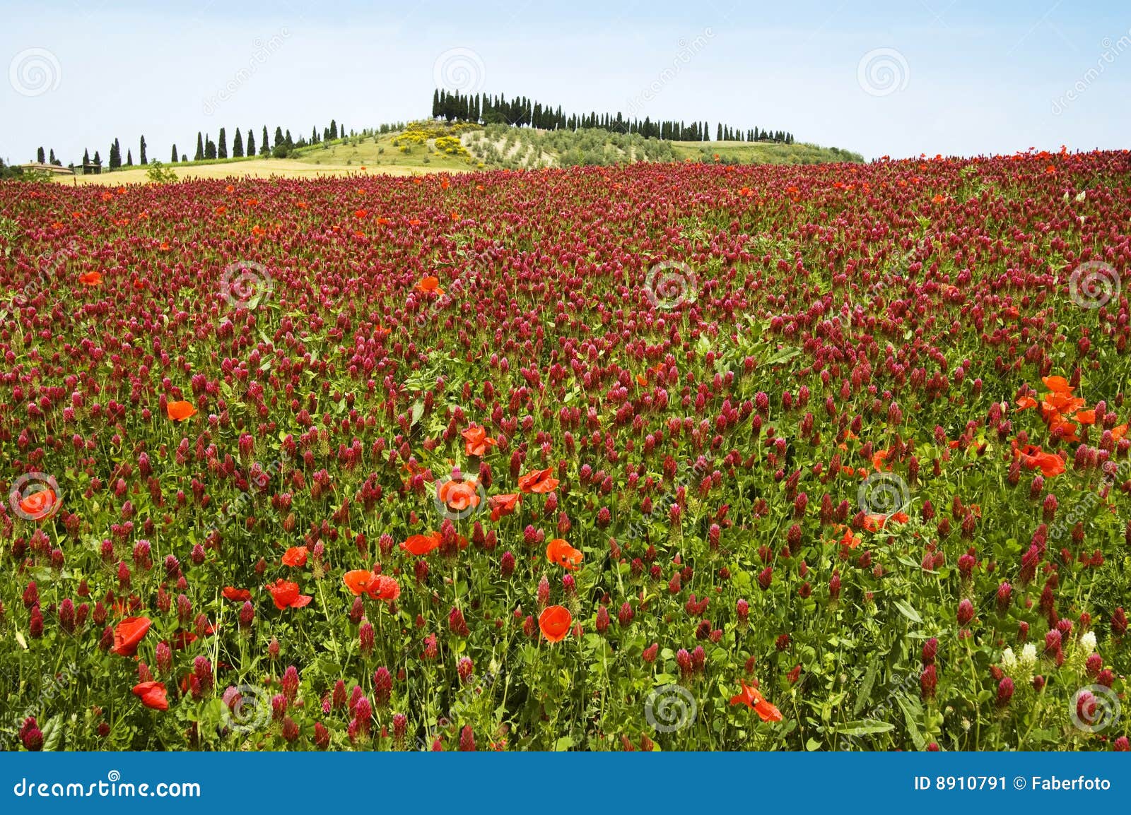 Rote Blumen-Landschaft stockbild. Bild von grün, ökologie - 8910791