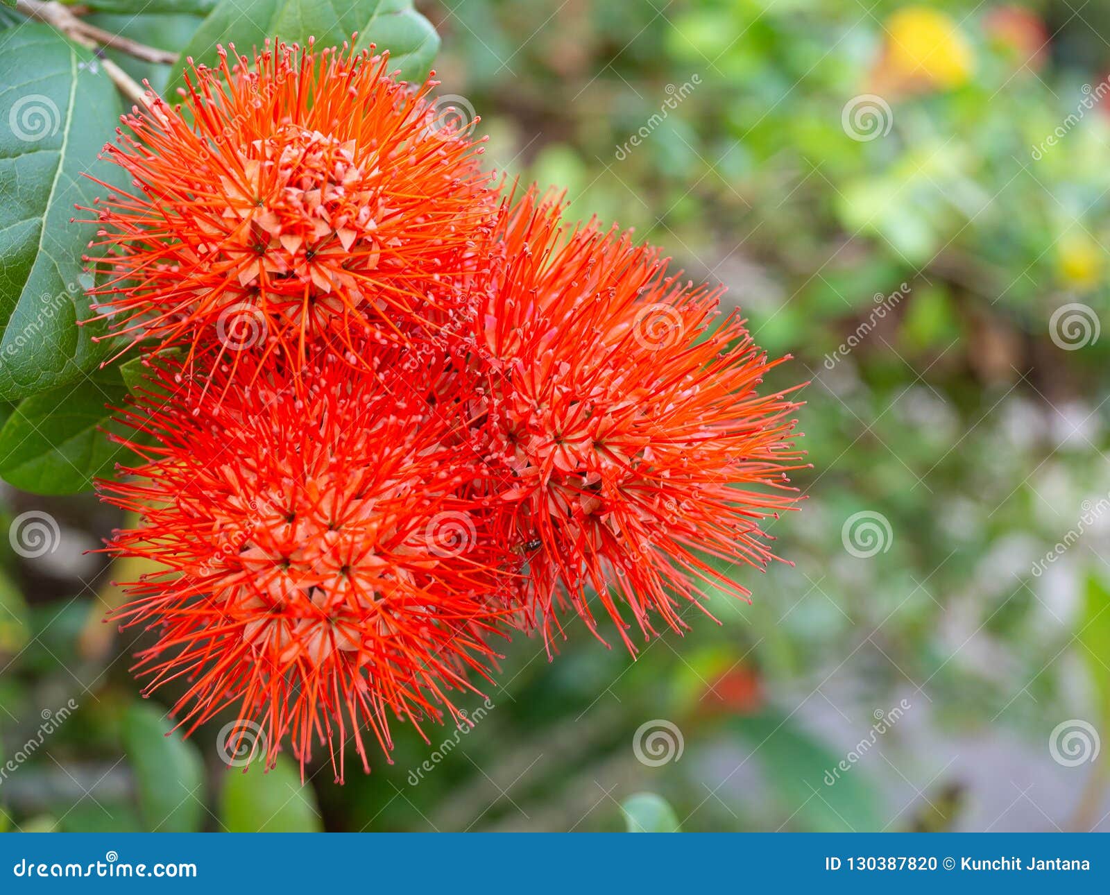Rote Blutlilie, Haemanthus Multiflorus Tratt Martyn Stockfoto - Bild ...