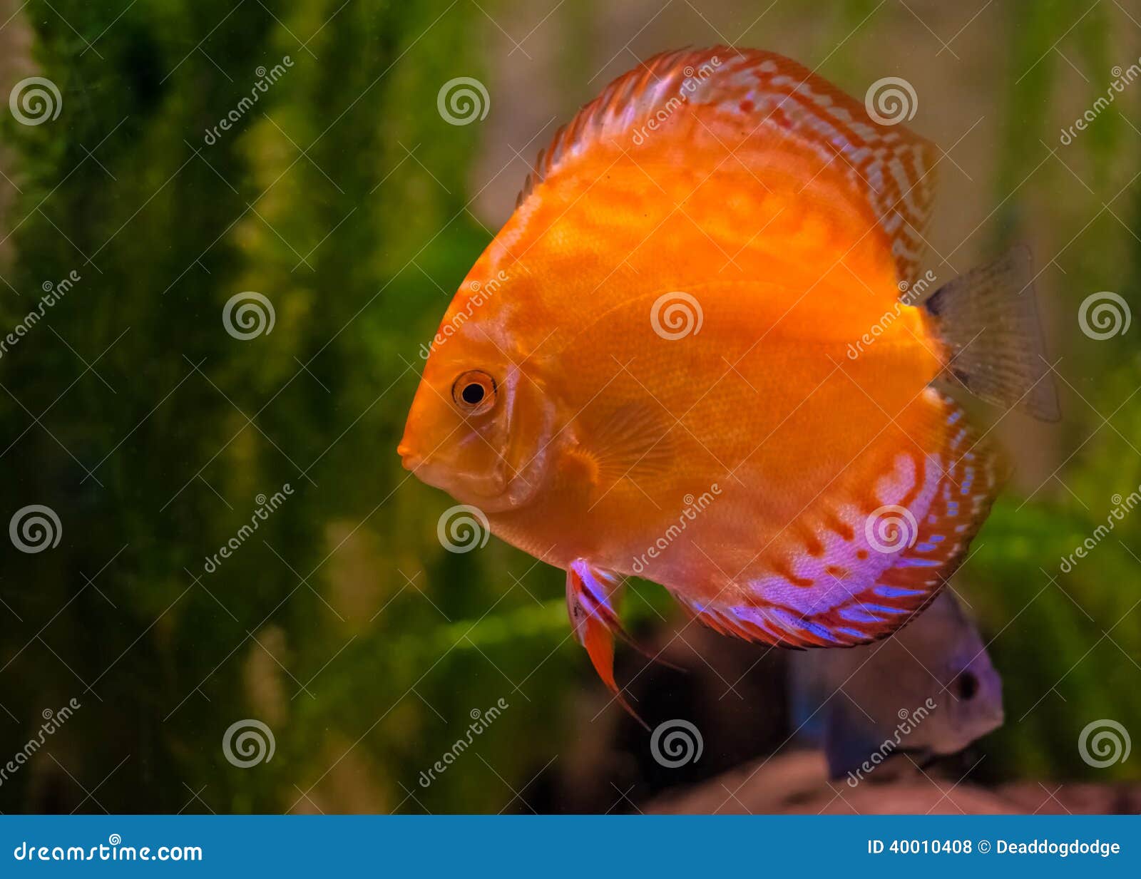 Rote Diskus-Fische stockfoto. Bild von tropisch, haustiere - 40010408