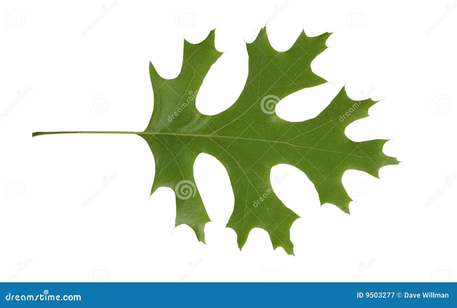 Rote Eiche, Eiche Rubra, Blatt Trennte Stockbild - Bild von wachstum ...