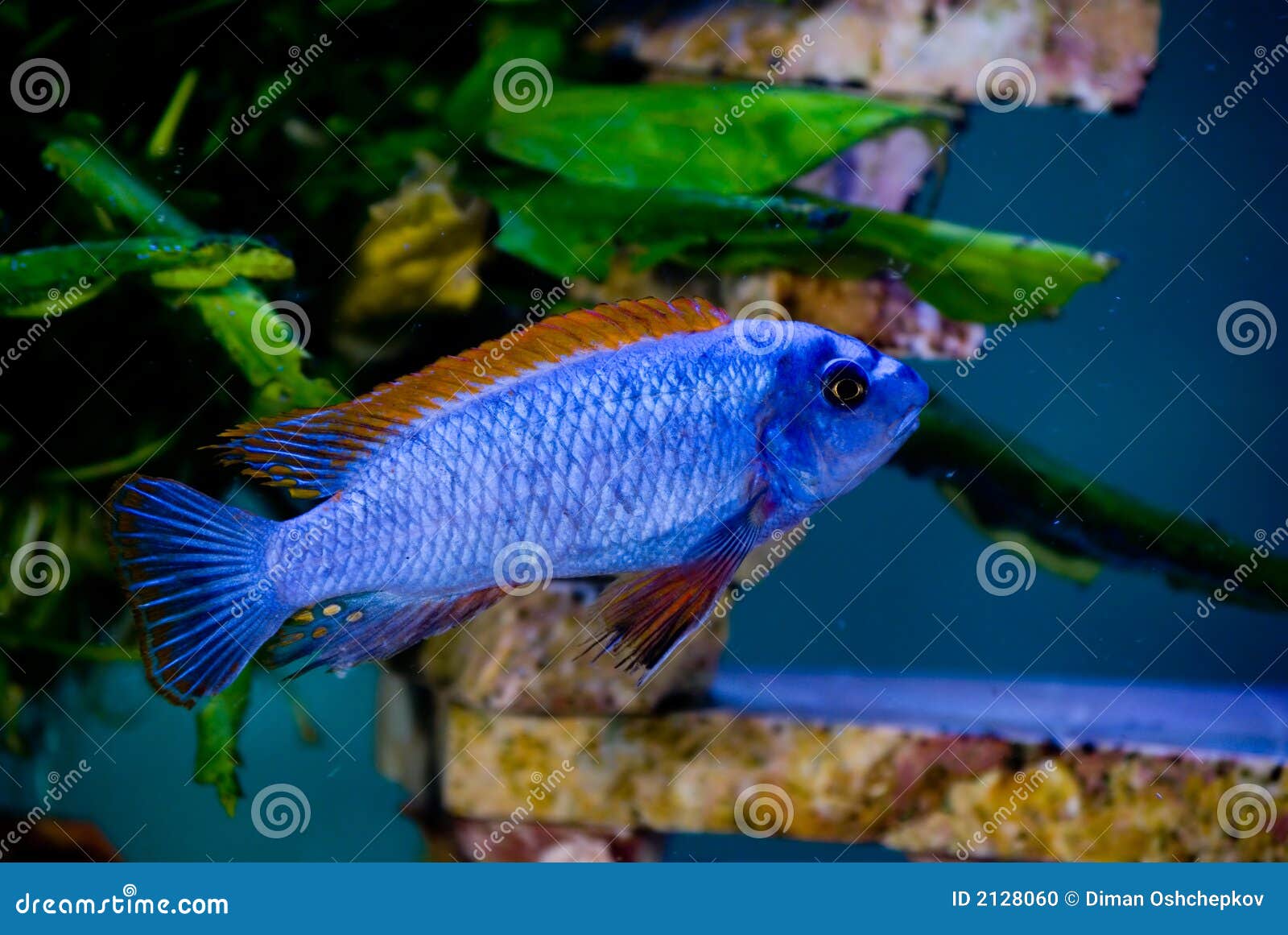 Rote Flossen 3 Der Blauen Fische Stockfoto - Bild von malawi, schwimmen ...