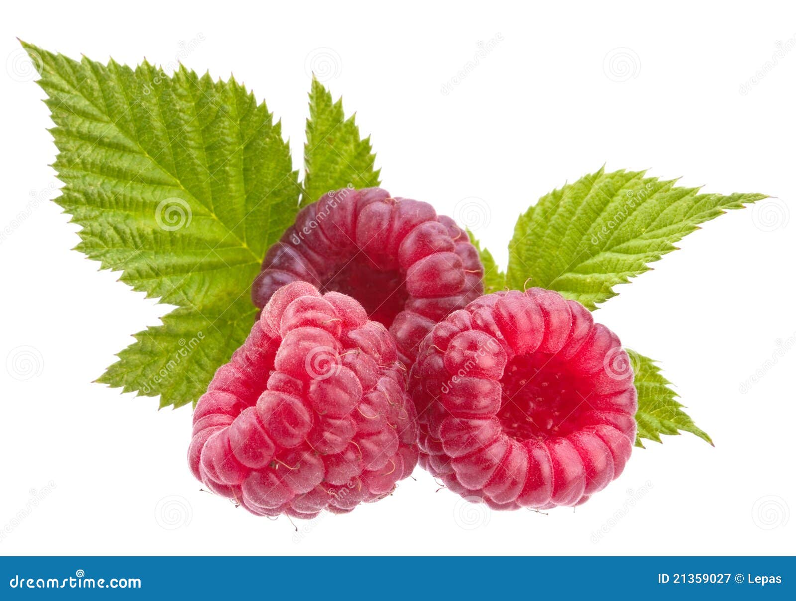 Rote Himbeere stockbild. Bild von frucht, urlaub, reif - 21359027