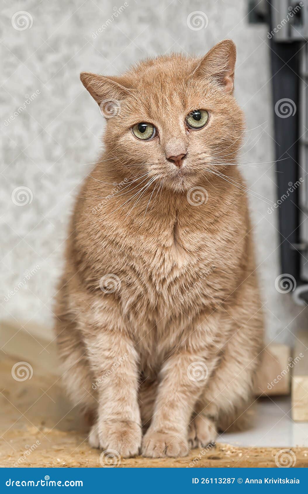 Rote Katze stockbild. Bild von dunkel, ausdruck, blick - 26113287