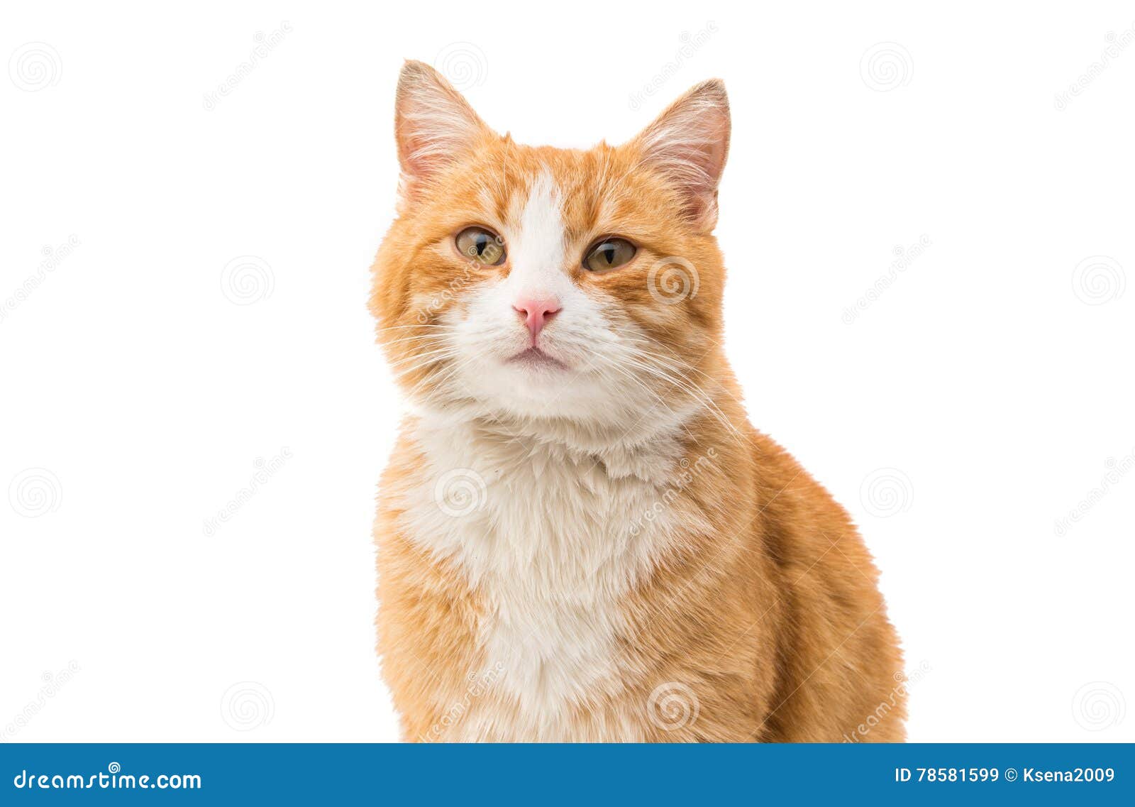 Rote Katze stockbild. Bild von tier, begleiter, schnitt - 78581599