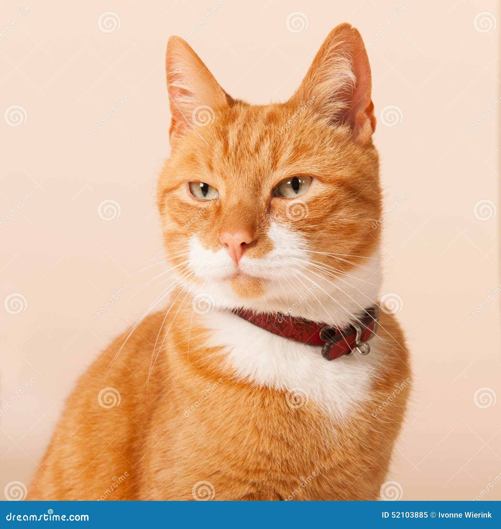 Rote Katze Auf Beige Hintergrund Stockbild - Bild von beige, haustier ...