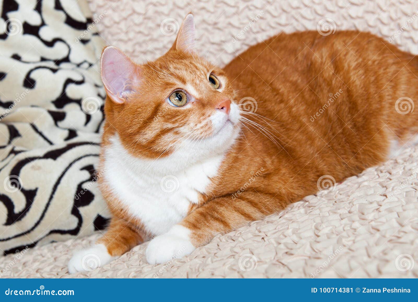 Rote Katze, Die Auf Der Couch Liegt Stockbild - Bild von haarig, ingwer ...