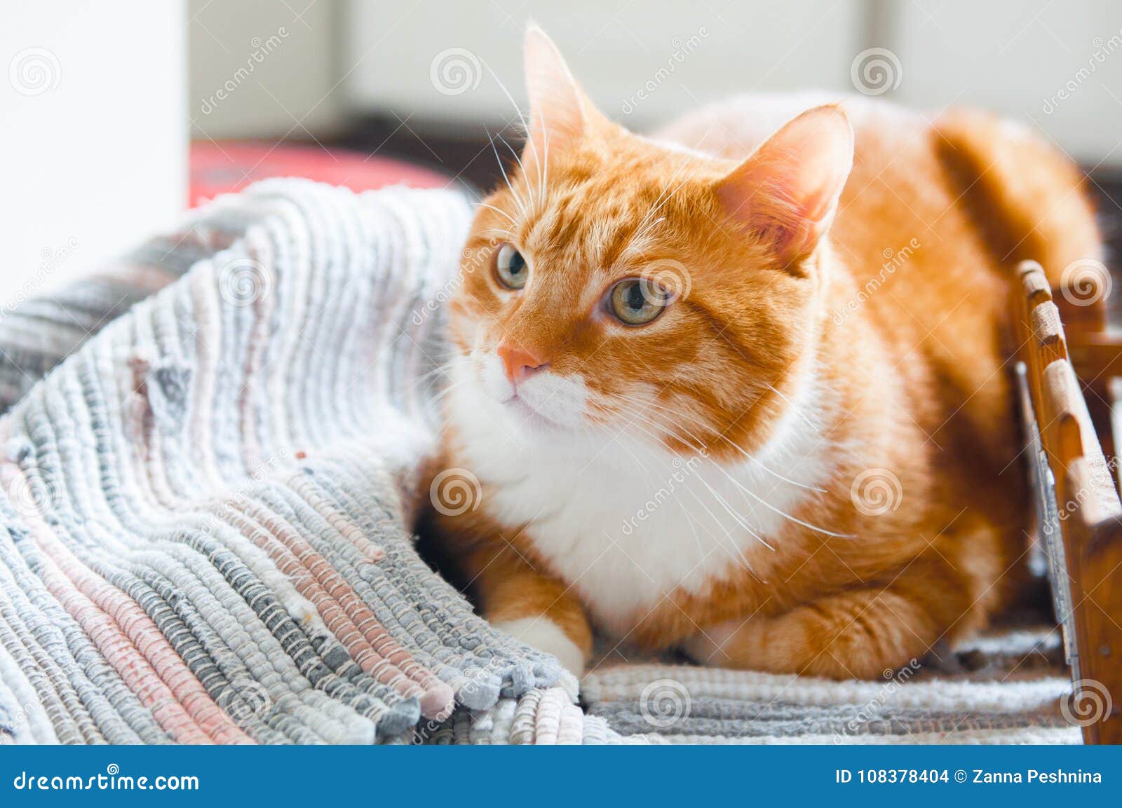 Rote Katze, Die Auf Der Couch Liegt Stockfoto - Bild von flaumig ...