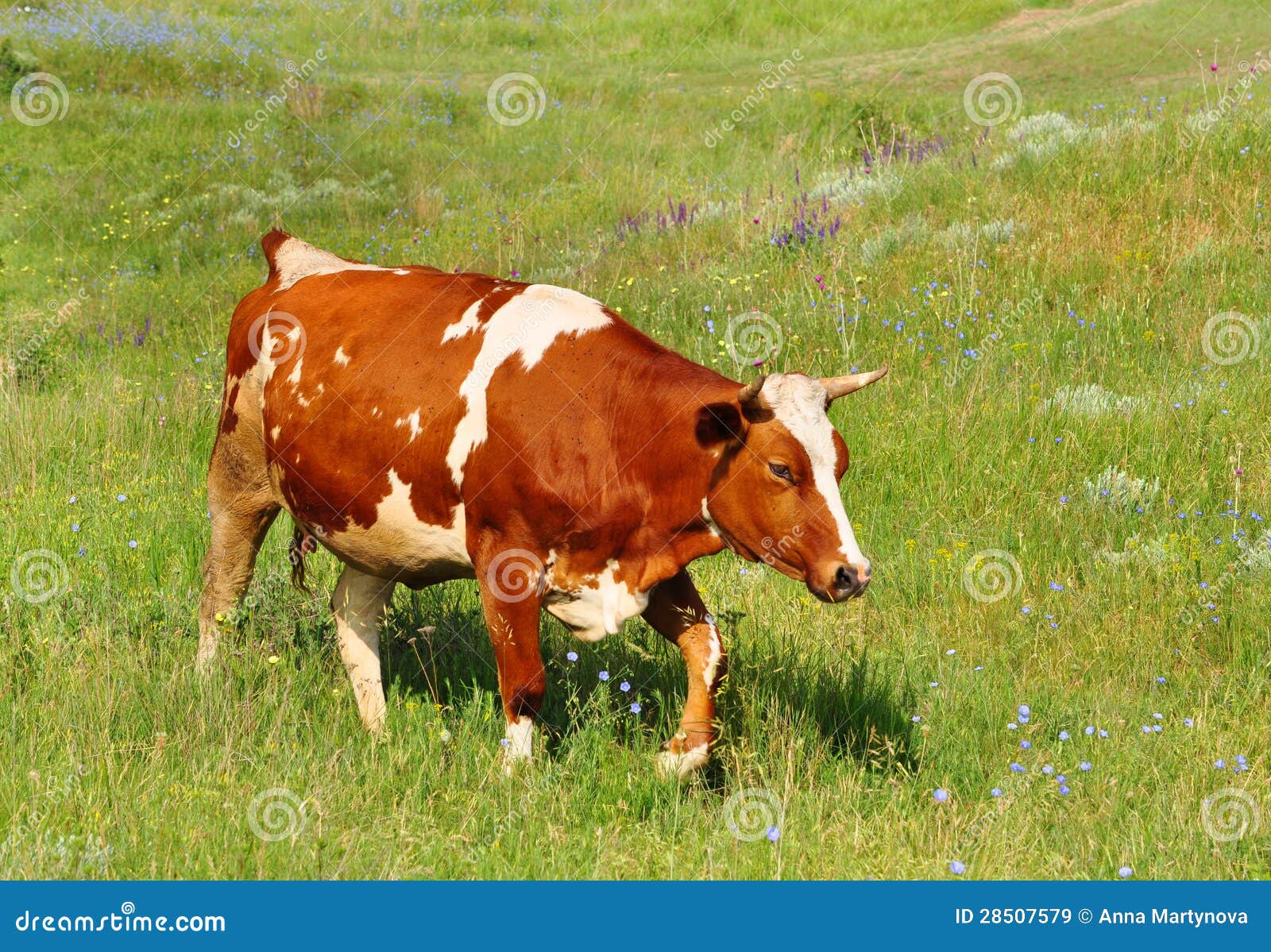 Rote Kuh stockbild. Bild von vieh, frei, säugetiere, bauernhof - 28507579