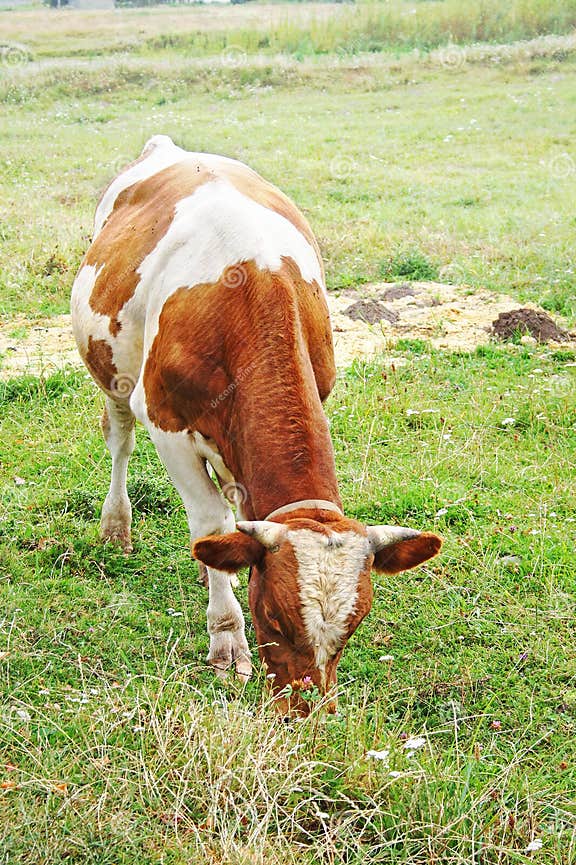 Rote Kuh in einer Wiese stockbild. Bild von gras, mahlzeit - 40076033