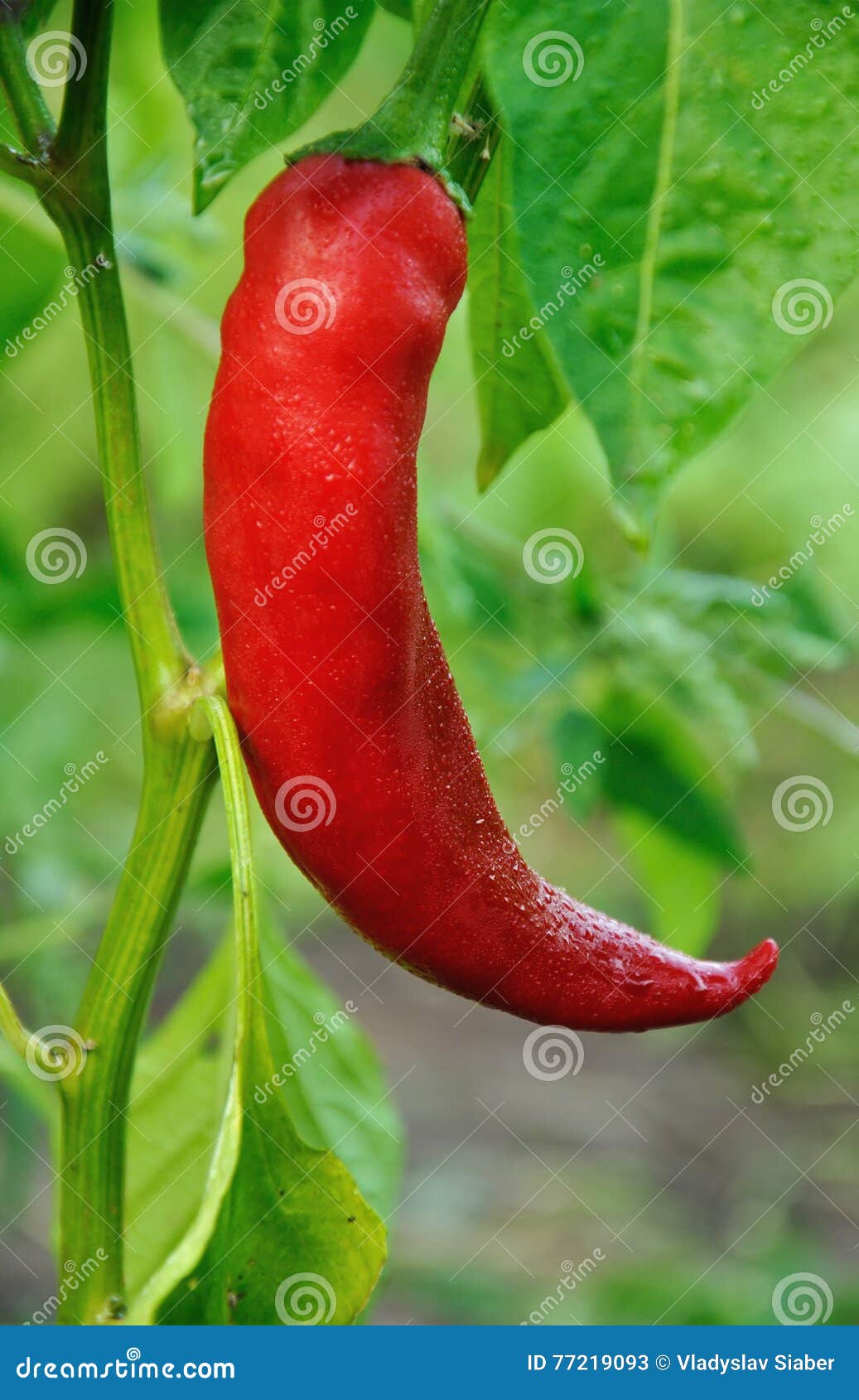 Rote lange Peperoni stockbild. Bild von nahaufnahme, betrieb - 77219093