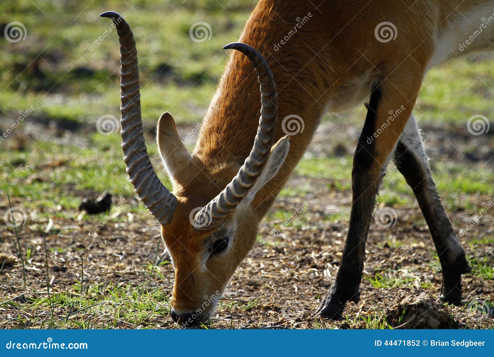 Rote Lechwe Antilope stockfoto. Bild von führen, grasartig - 44471852