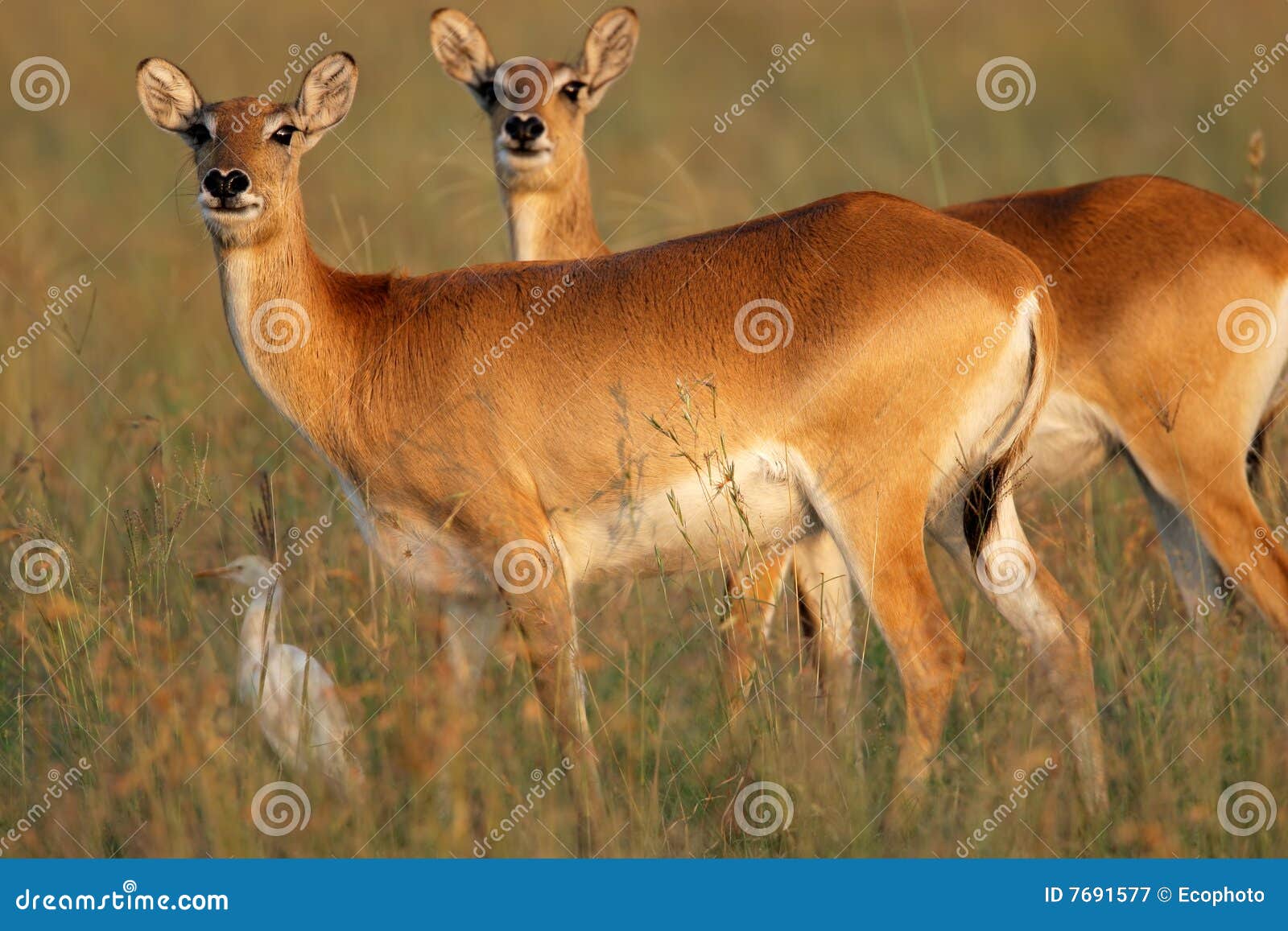 Rote lechwe Antilopen stockbild. Bild von frau, südlich - 7691577